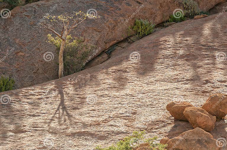 Tree Growing in Crack in Solid Granite Hill at Spitzkoppe Stock Photo ...