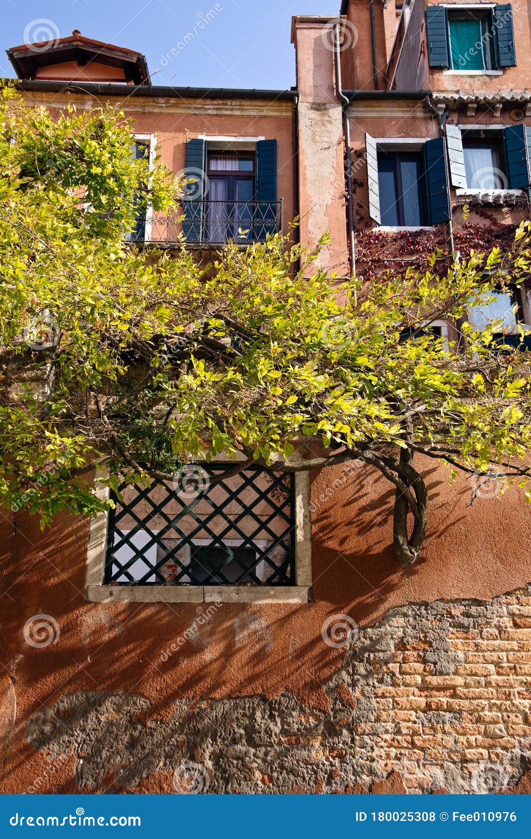 Tree Growing through Cracked Wall Near House. Stock Photo - Image of ...