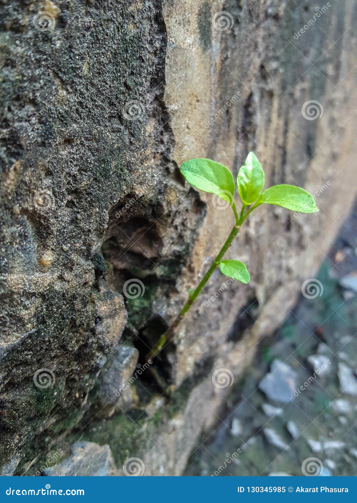 Tree Growing through Cracked Wall Stock Image - Image of green ...