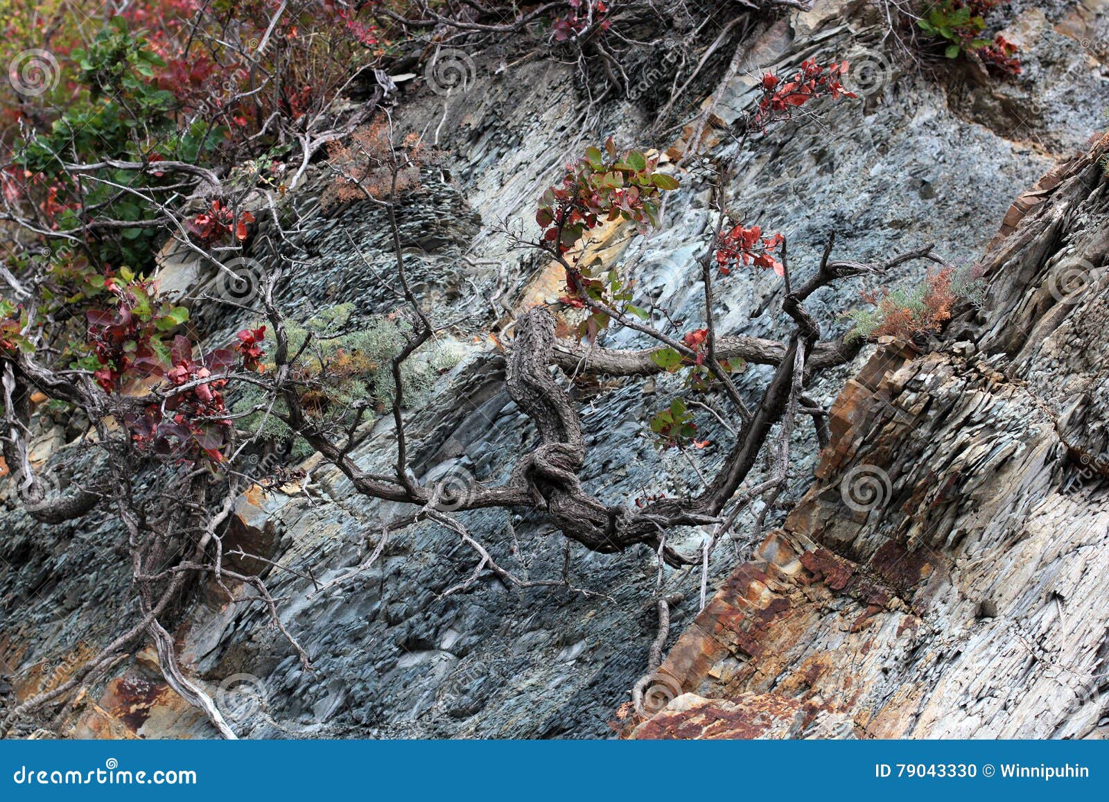 Tree Growing in the Crevice of a Rock Stock Photo - Image of flora ...