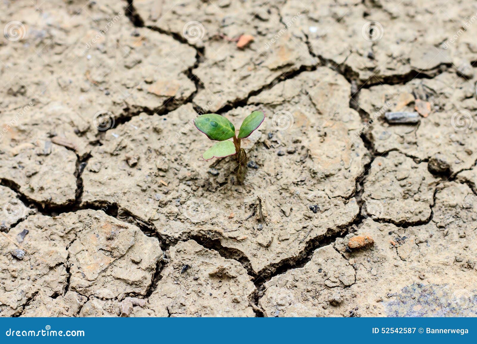 Tree Growing through Dry Cracked Soil Stock Image - Image of ...