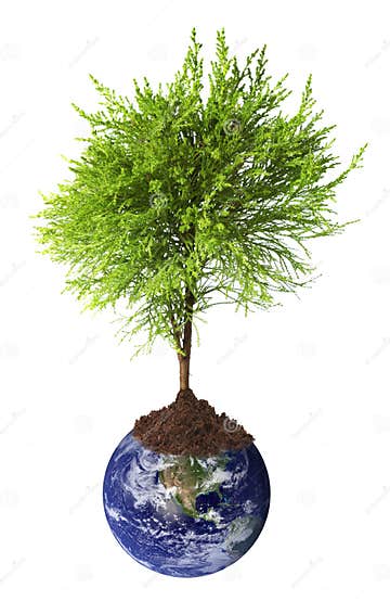 Tree growing from earth stock image. Image of earth, grow - 8481435
