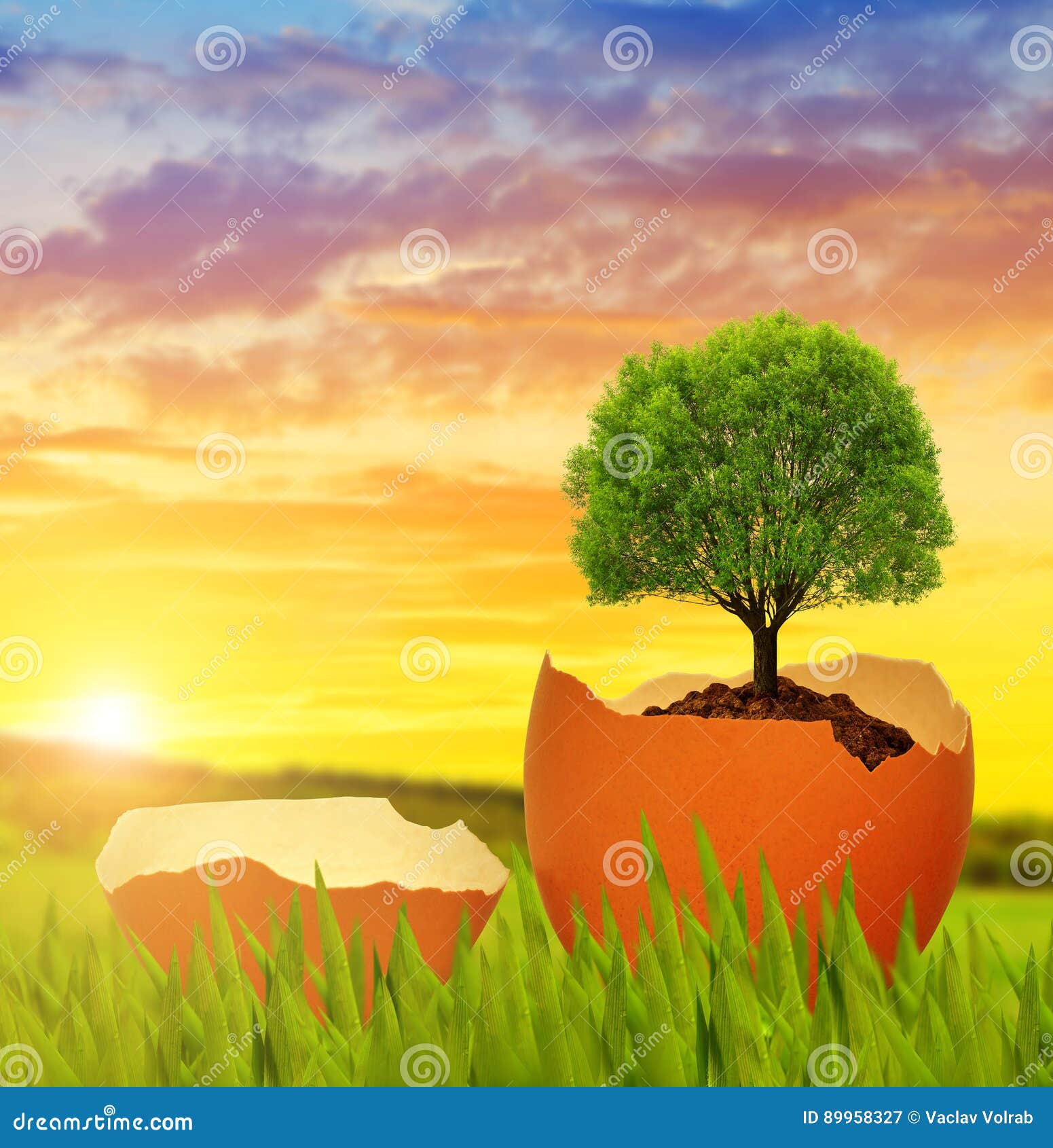 Tree Growing in a Egg at Sunset. Stock Image - Image of sunlight ...
