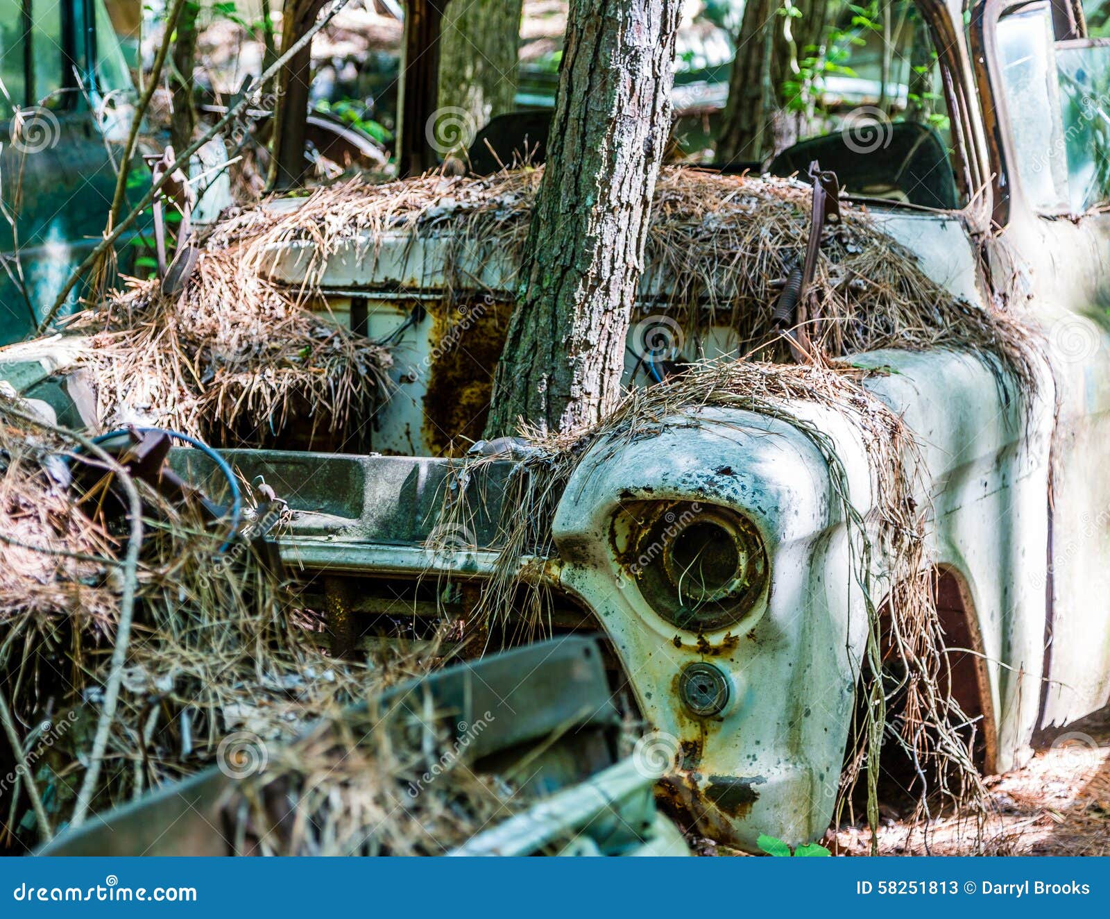Tree Growing through Engine Compartment Stock Image - Image of ...