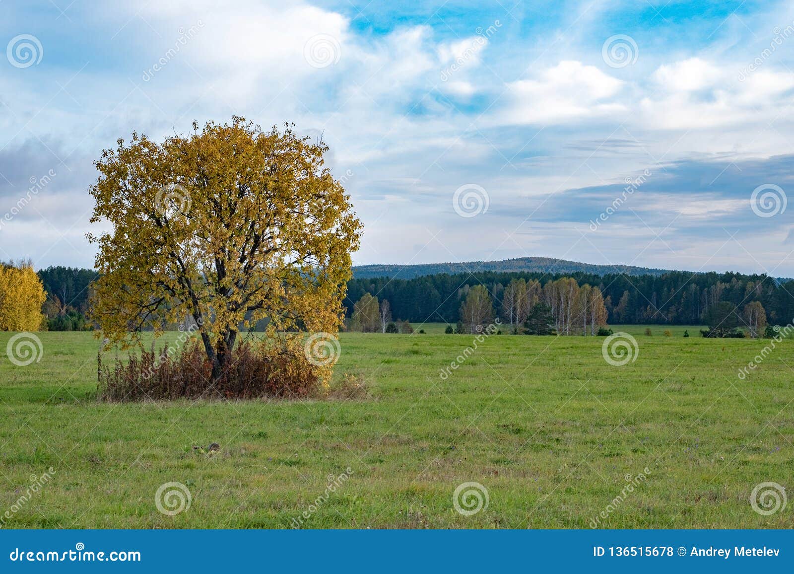 Tree Growing in a Field Spreading Branches with Autumn Trees Stock ...