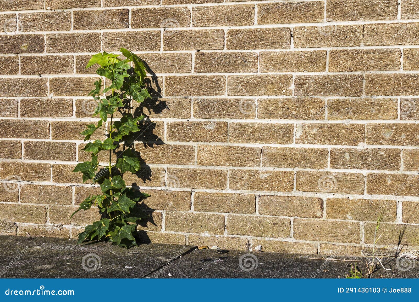 Tree Growing between Flag Stones and House Exterior Wall with Copy ...