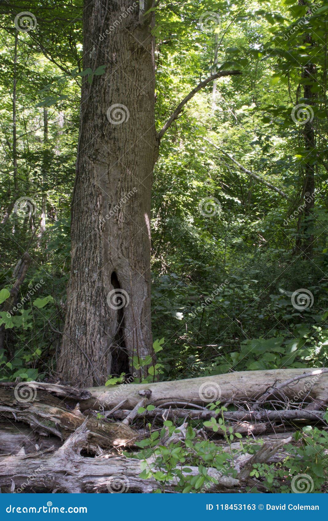 Hollow tree in forest stock image. Image of detail, forming - 118453163