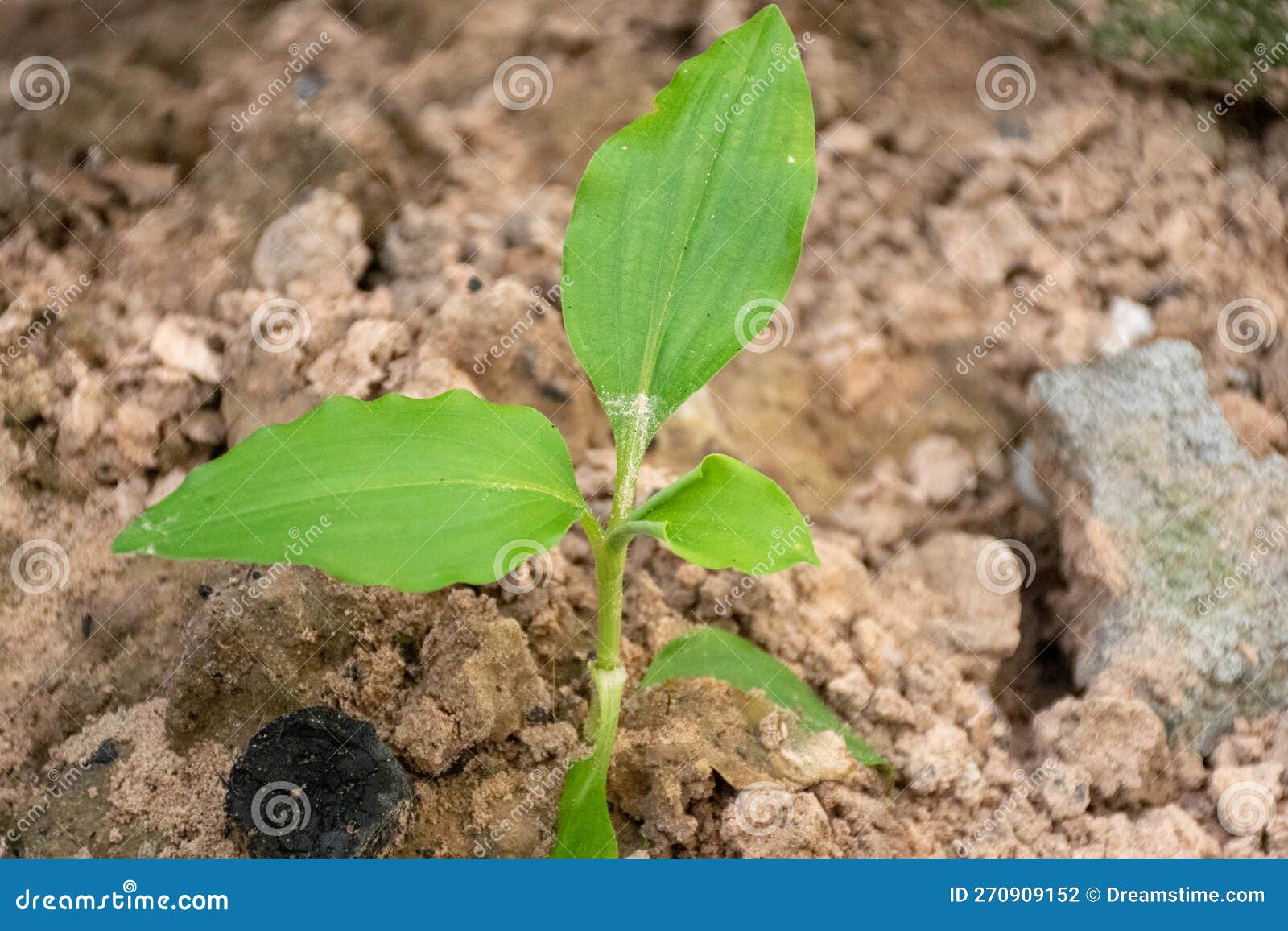 A tree growing stock photo. Image of light, life, ground - 270909152