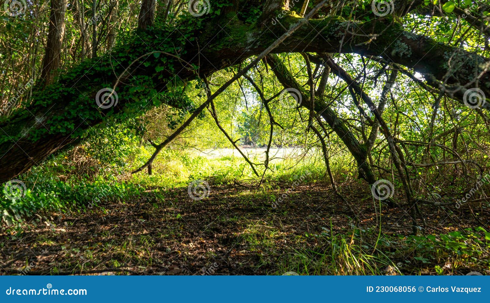 Tree Growing almost Horizontally Like a Bridge Stock Photo - Image of ...