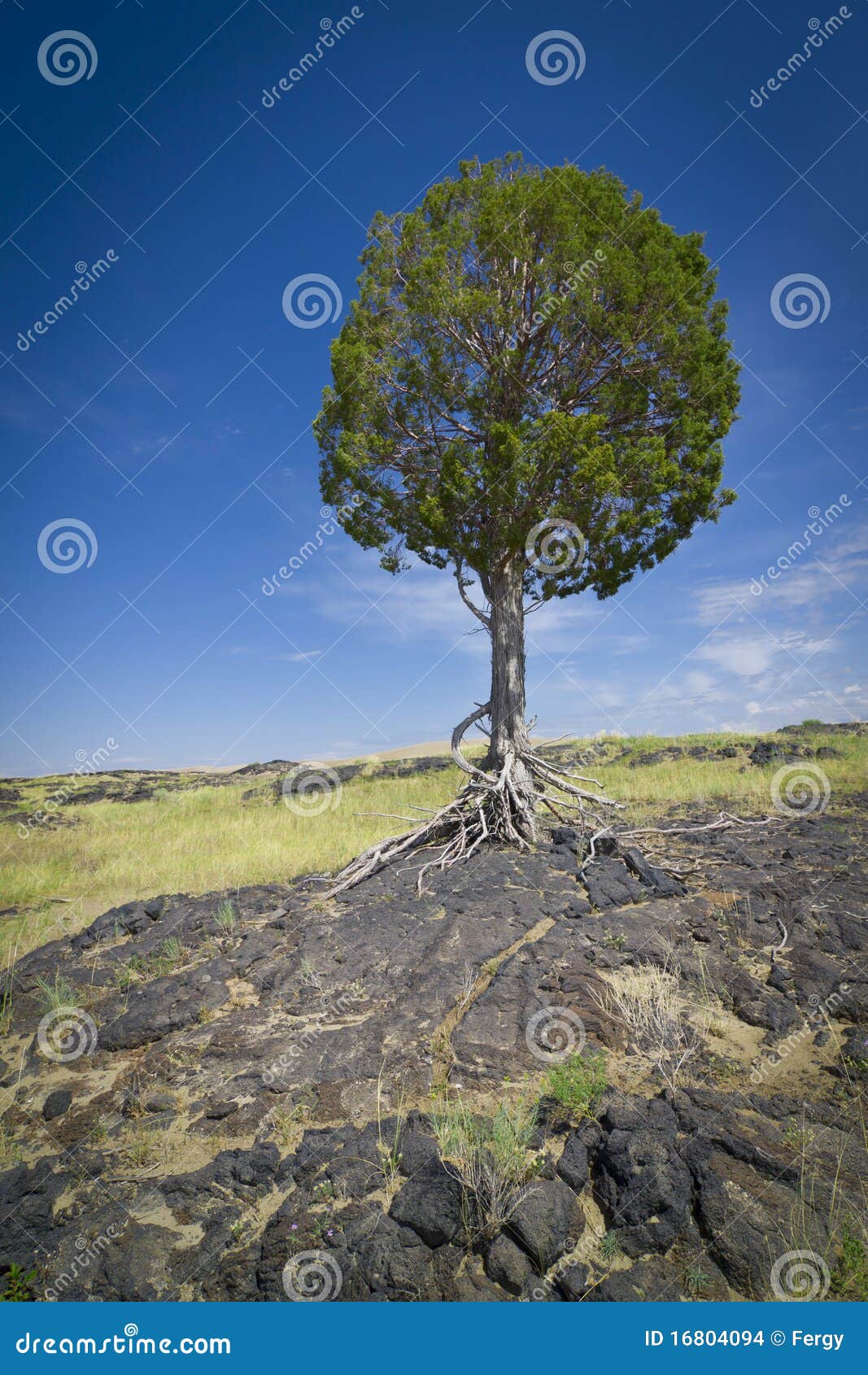 Tree growing im lava rock stock photo. Image of hostile - 16804094