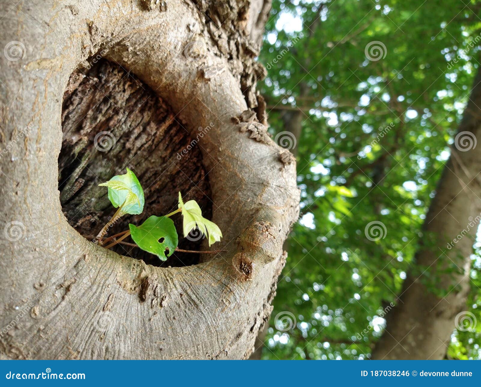 Tree Growing Inside of Tree Stock Photo - Image of plant, soil: 187038246
