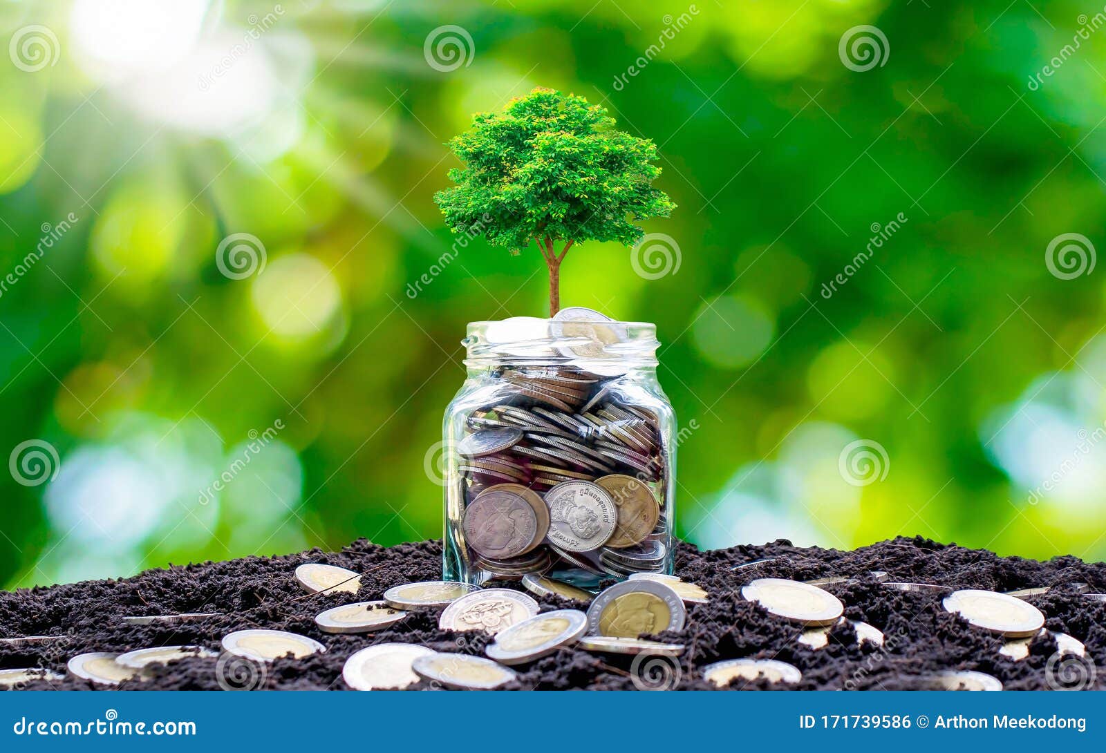 A Tree Growing on a Jar of Money. Stock Photo - Image of currency ...
