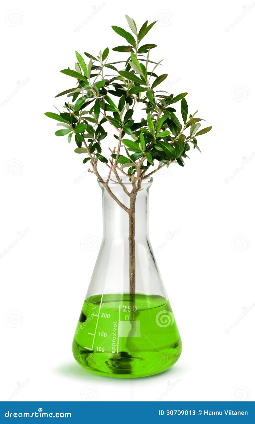 Tree Growing in Laboratory Test Beaker Stock Image - Image of scientist ...