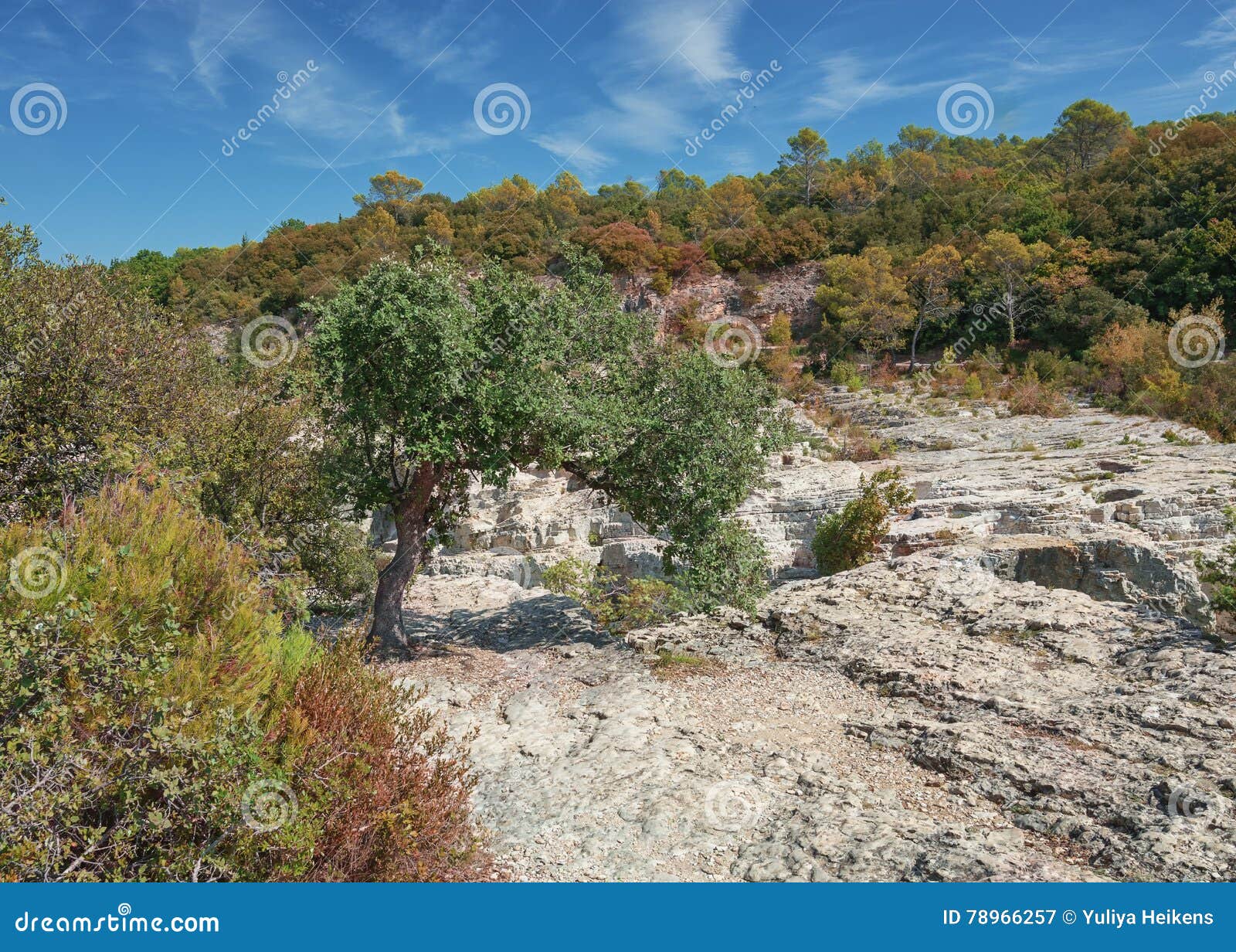 Tree Growing on the Limestone. Stock Image - Image of color ...