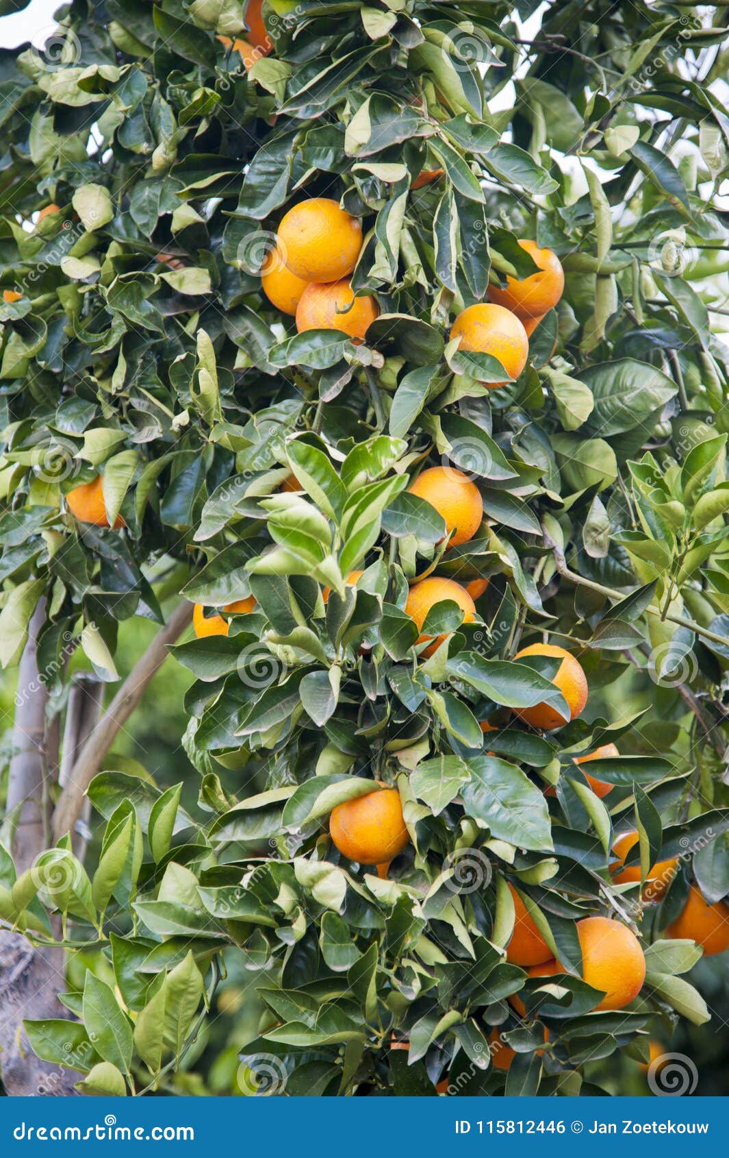 Tree with fresh oranges stock photo. Image of fruit - 115812446