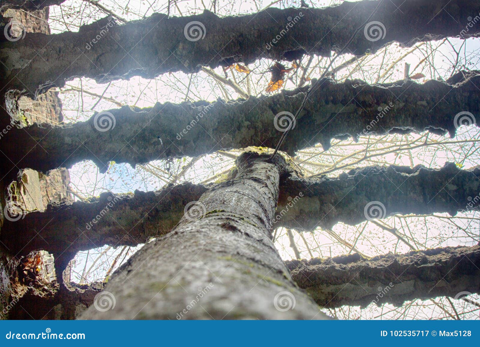 Tree Growing through Massive Concrete Grid Stock Image - Image of cage ...