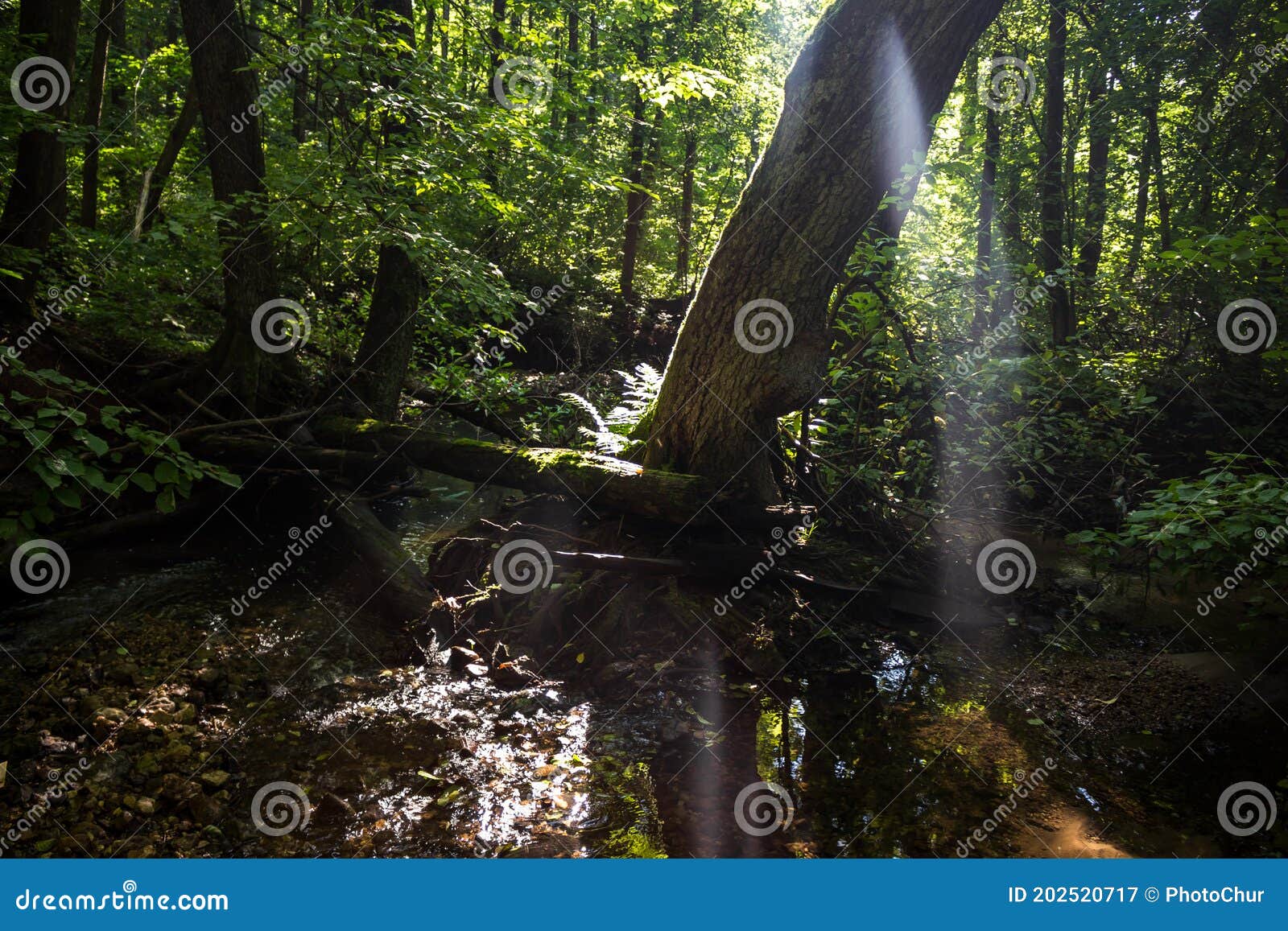 A Tree Growing in the Middle of a Forest River and Sunlight Stock Image ...