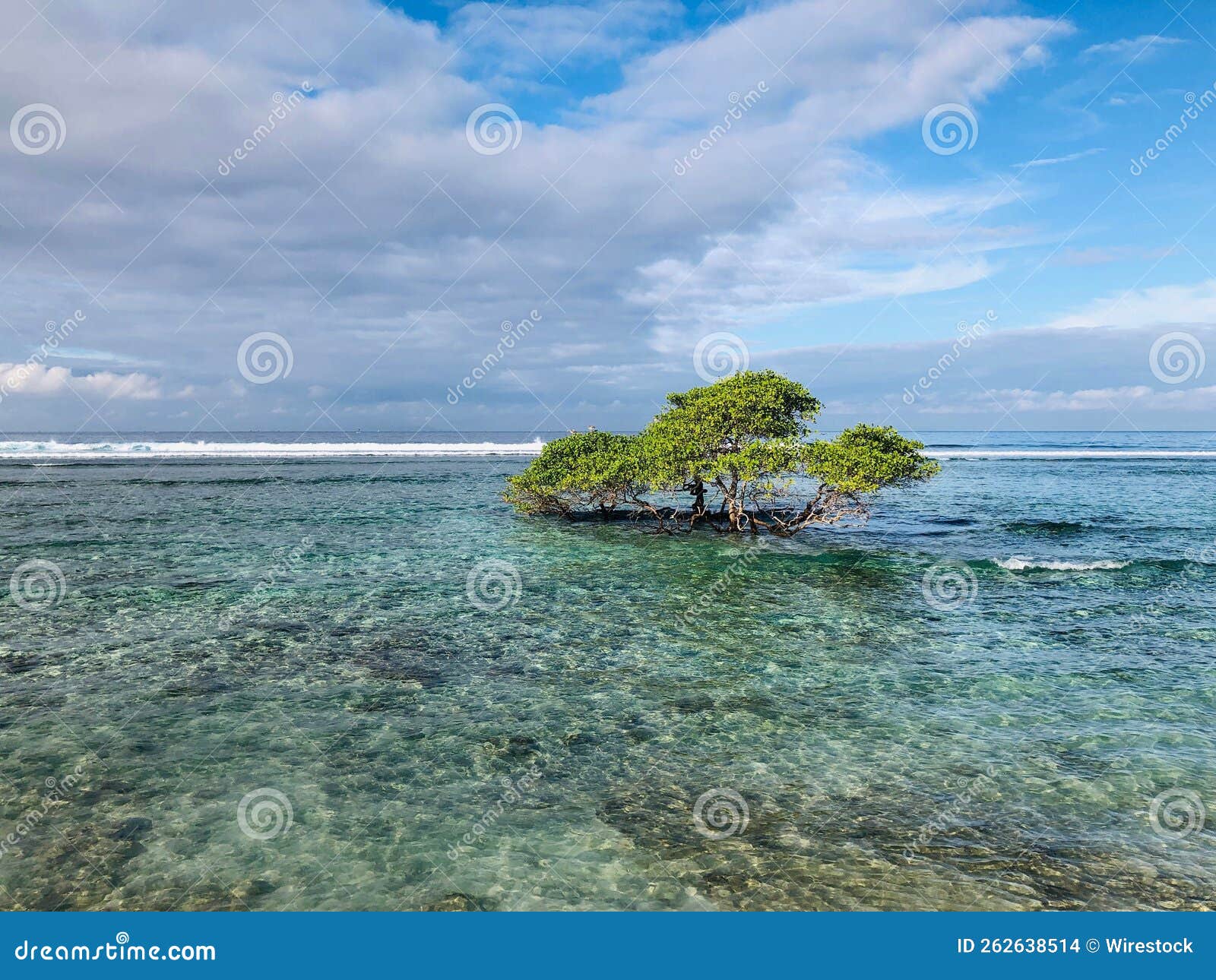 Tree Growing in the Middle of a Sea Stock Photo - Image of outdoors ...
