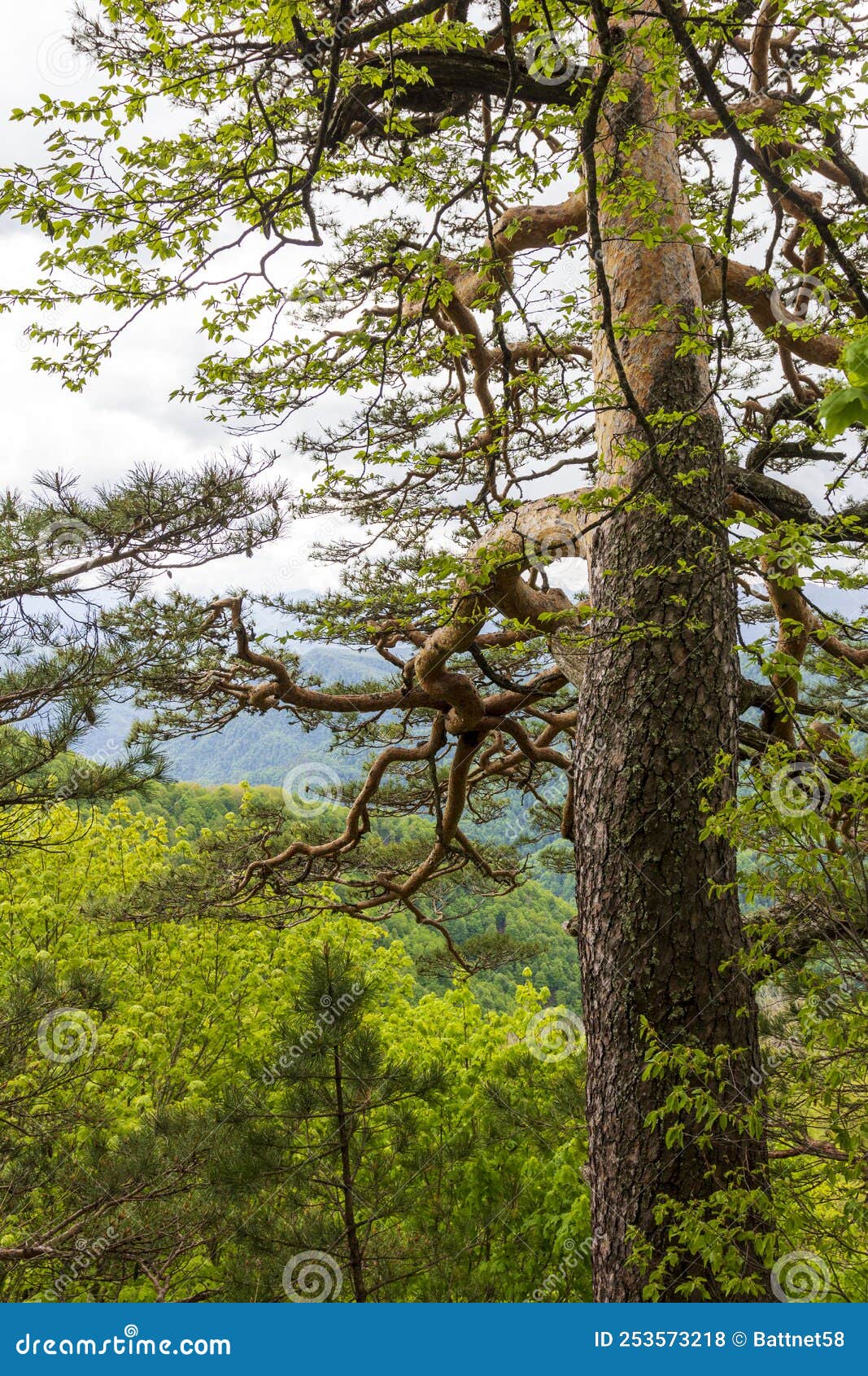 Tree on mountain side stock photo. Image of plant, hillside - 253573218