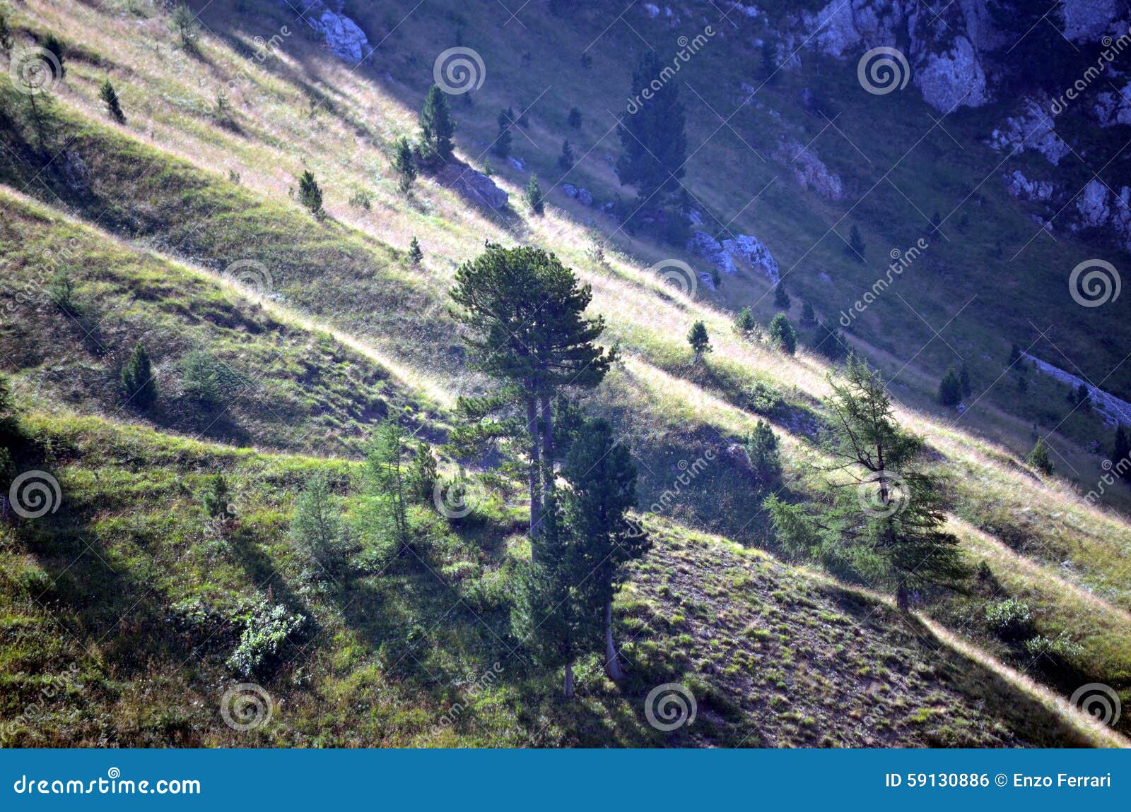 Tree Growing in the Mountains Stock Photo - Image of agriculture, grow ...