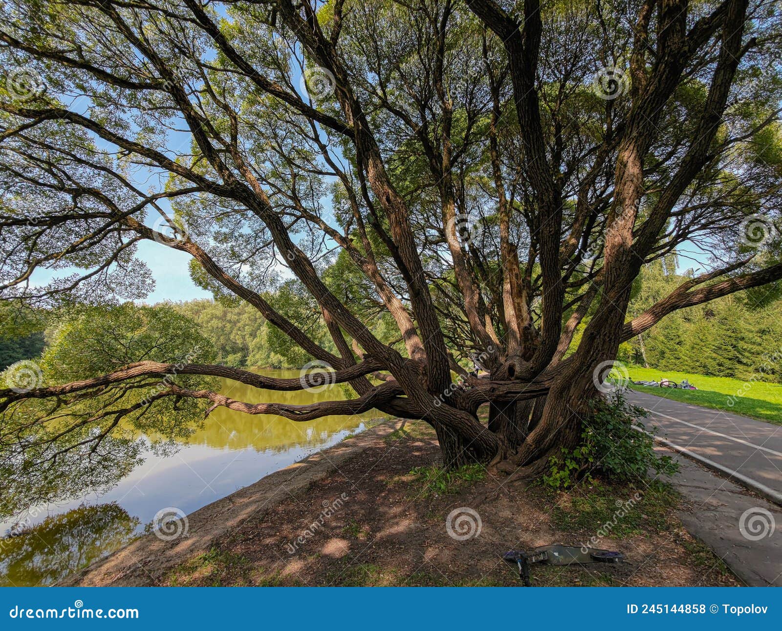 Tree growing near the pond stock photo. Image of blue - 245144858
