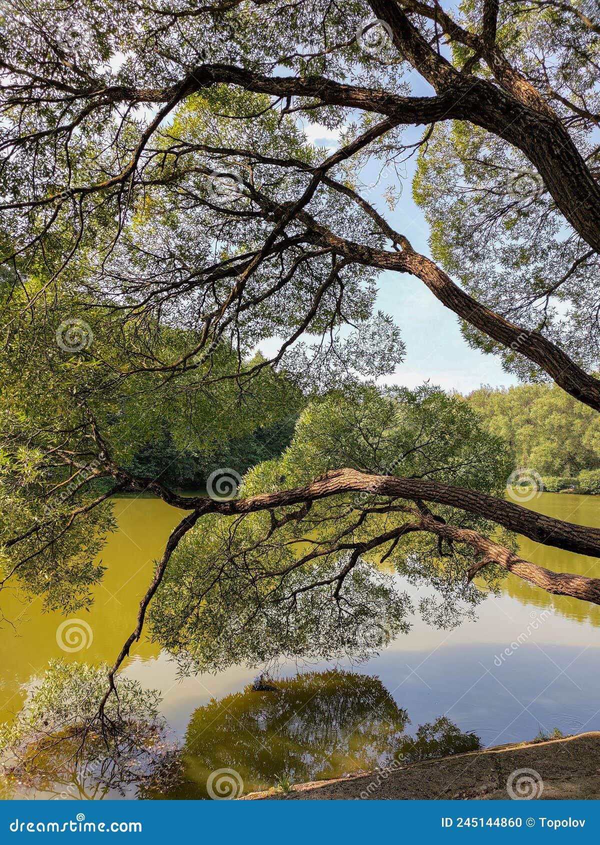 Tree growing near the pond stock photo. Image of fresh - 245144860