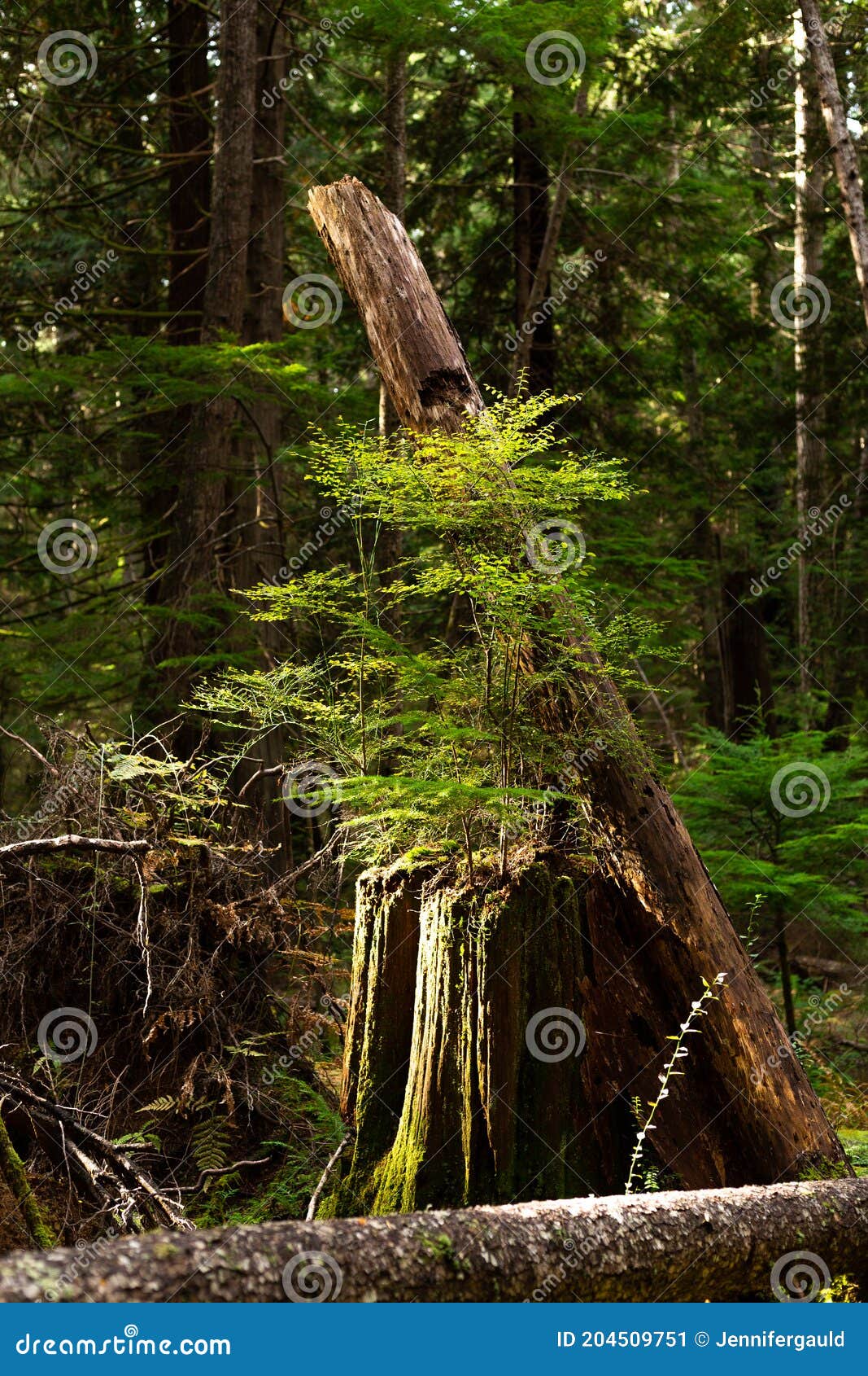 Tree Growing from Old Stump in a Forest Stock Image - Image of dense ...