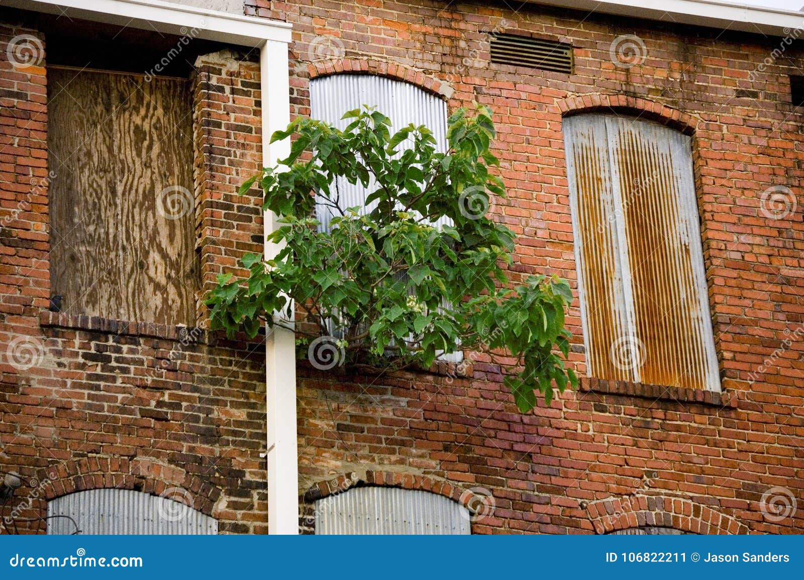 A Tree Growing through an Old Window in an Abandoned Building Stock ...