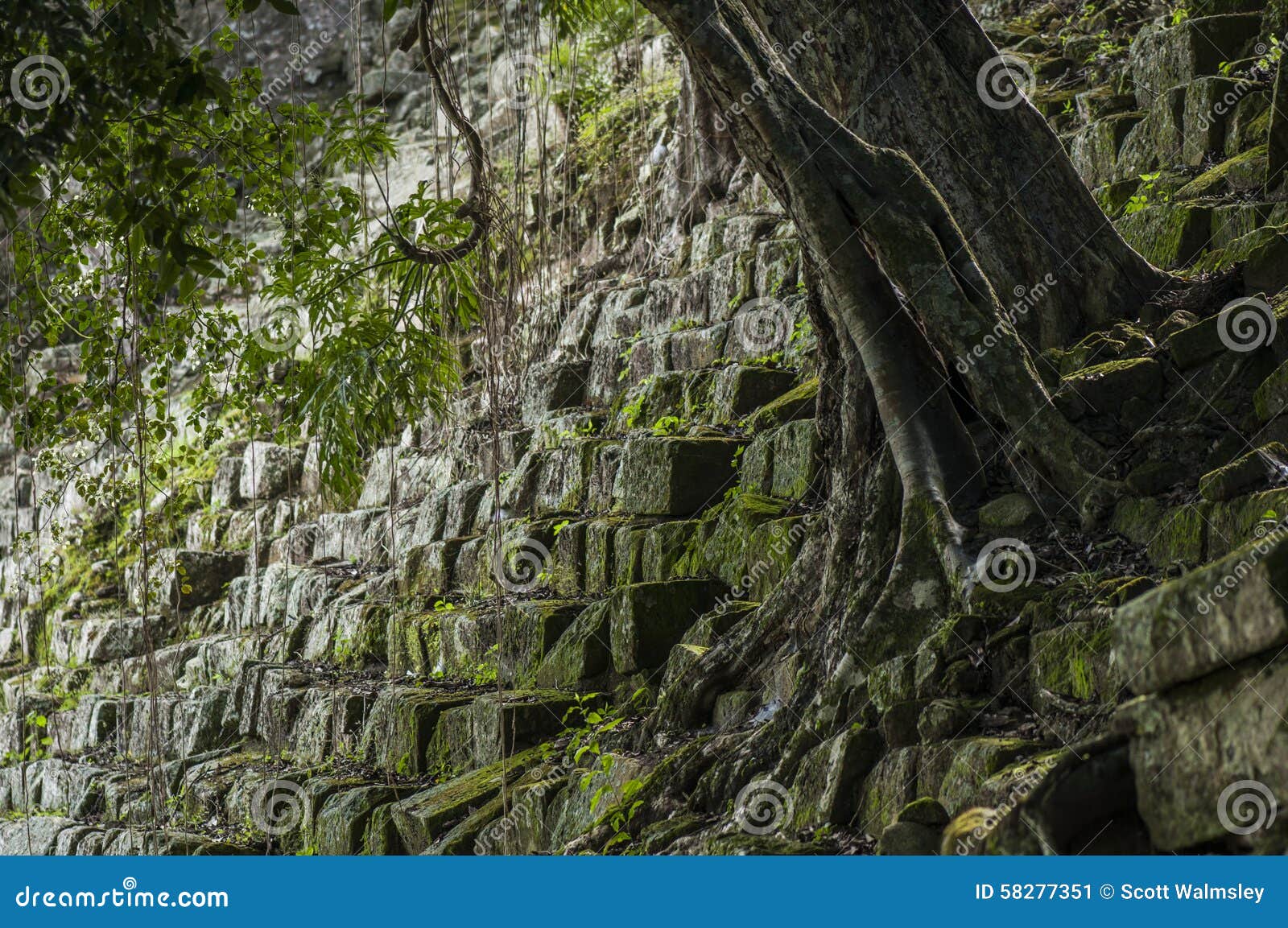 Mayan Staircase, Great Calakmul Pyramid, Amazing Architecture Ruins ...