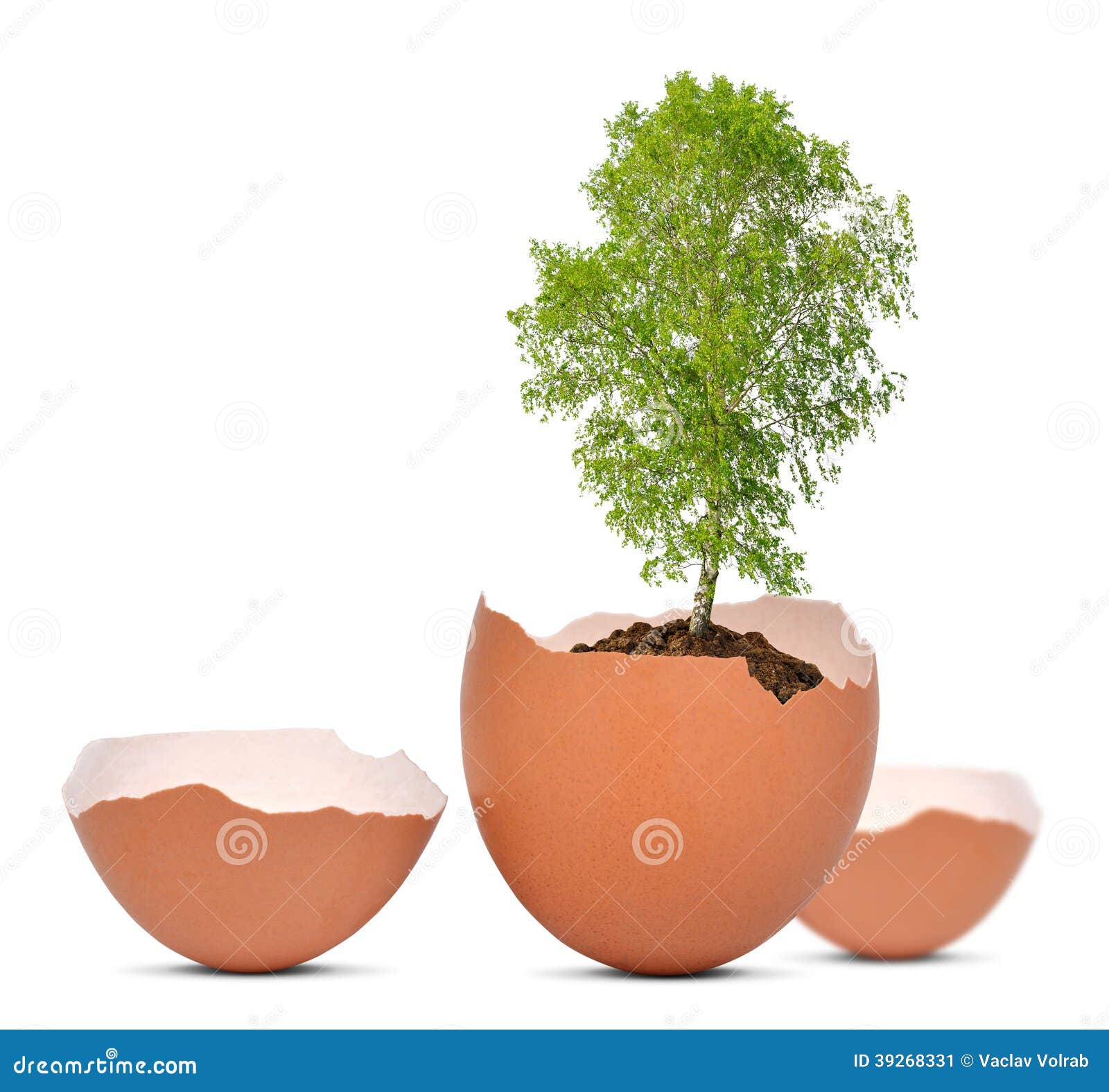 Tree Growing Out of the Egg Stock Image - Image of leaf, concept: 39268331