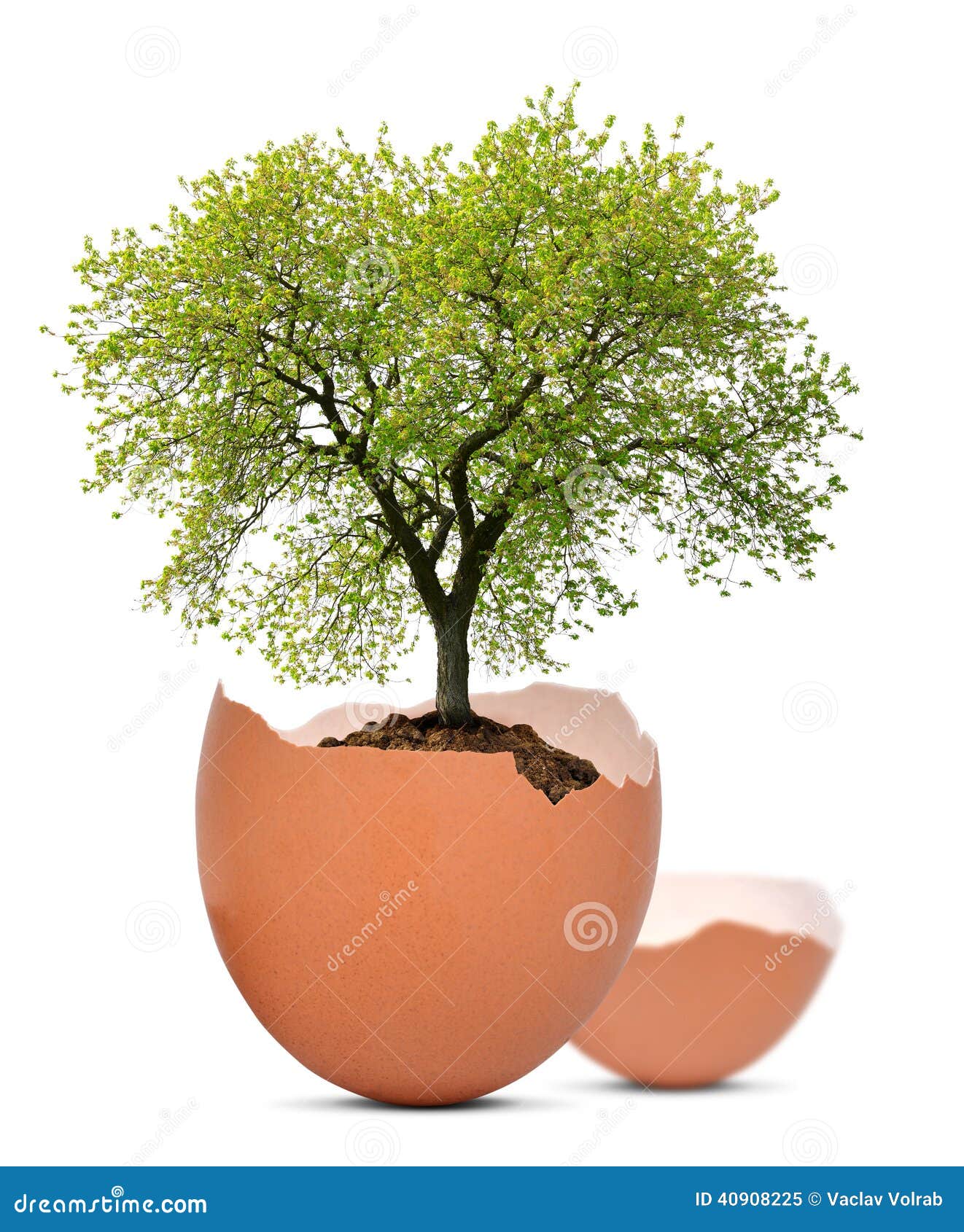 Tree Growing Out of the Egg Stock Image - Image of metaphor, fragility ...