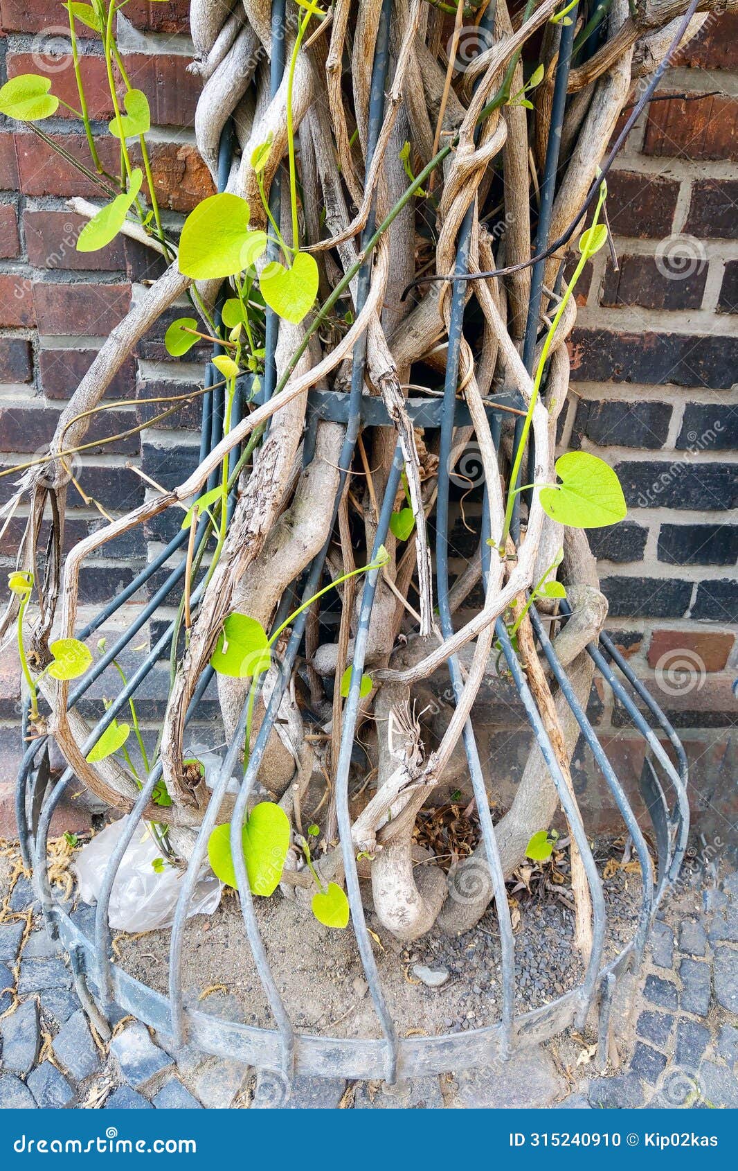 A Tree Growing Out of the Ground Stock Photo - Image of strength ...