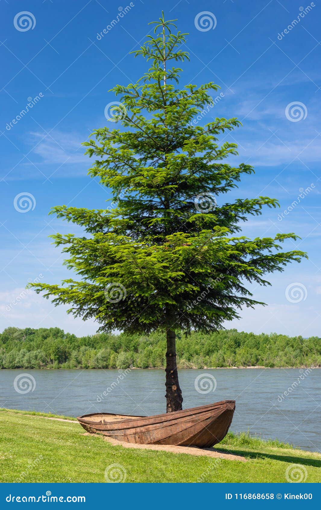 A Tree Growing Out of an Old Rusty Boat. in the Background a Flowing ...