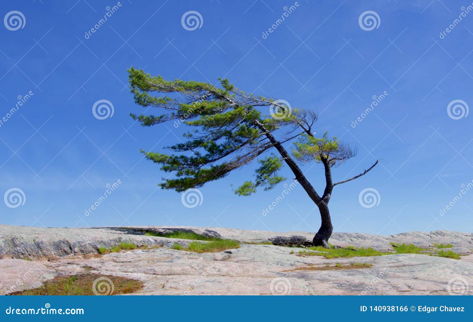 A Tree Growing Out of a Rock Stock Photo - Image of bent, rock: 140938166