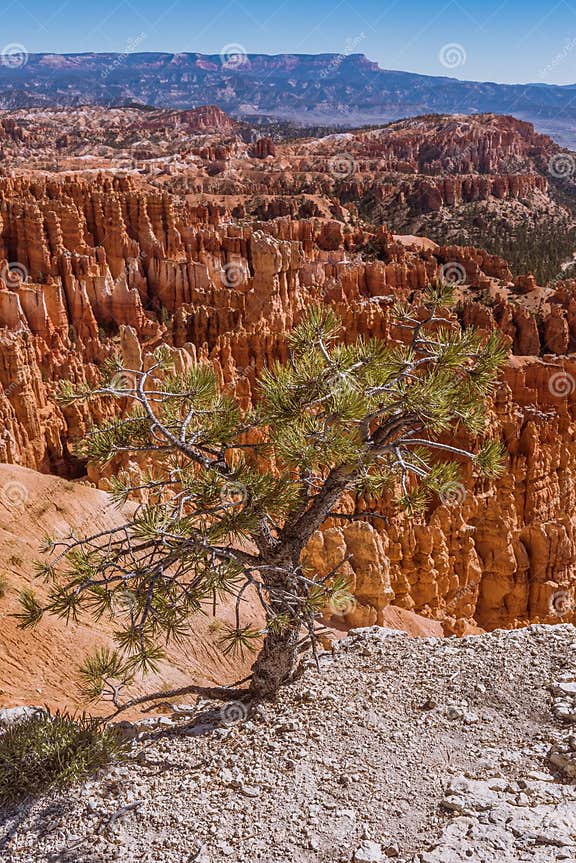 Tree Growing Out from the Rocky Ledge at Bryce Canyon Stock Photo ...