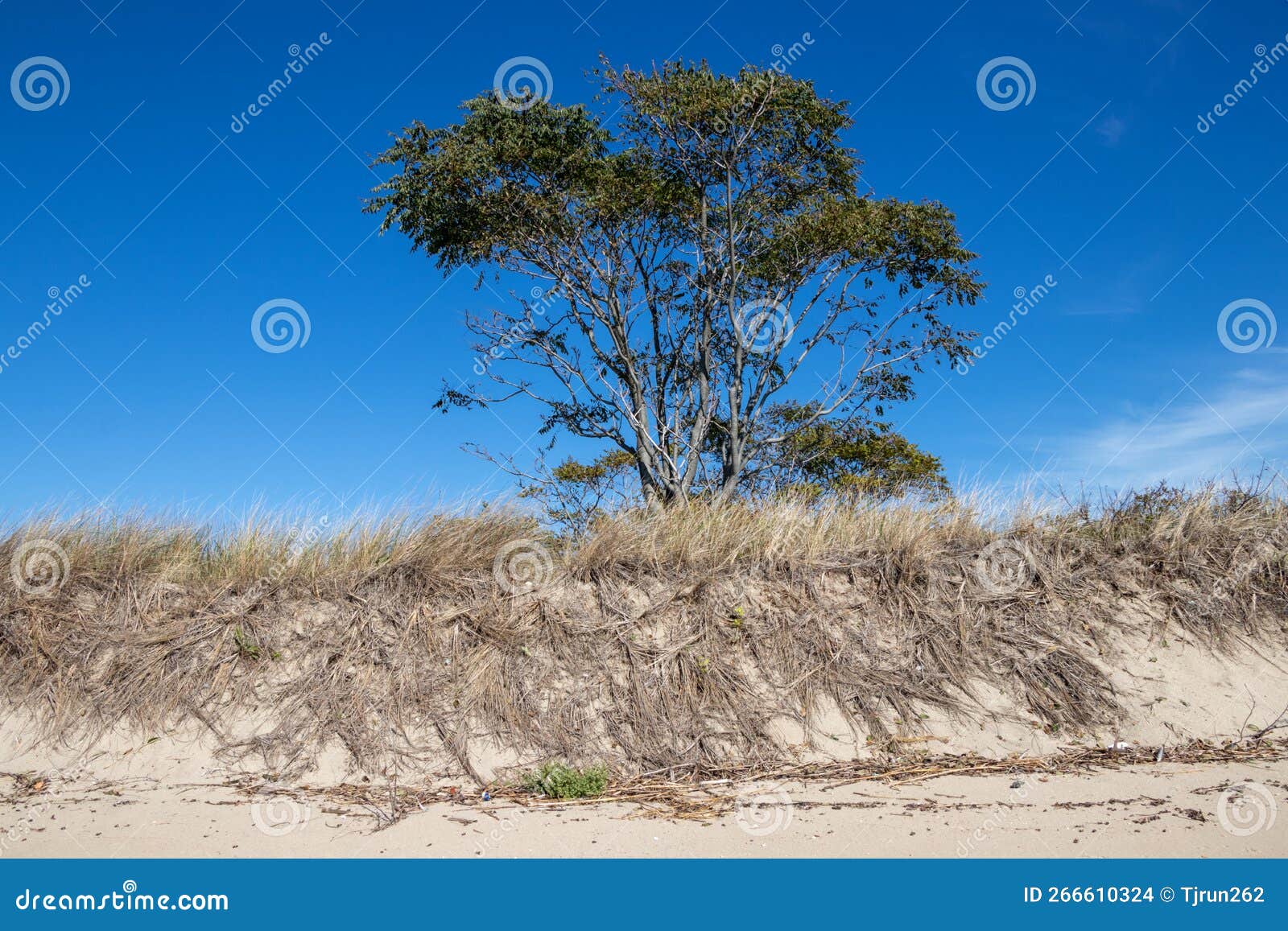 Tree Growing Out of the Sand Dunes Stock Photo - Image of blue, shore ...