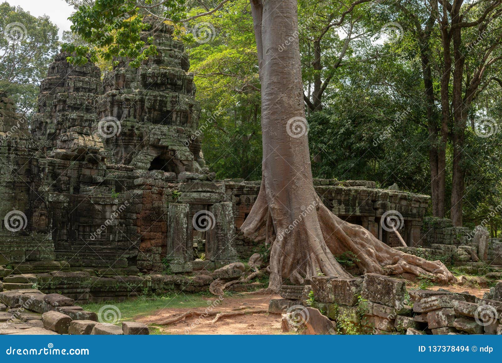 Tree Growing Out of Stone Temple Ruins Stock Photo - Image of jungle ...