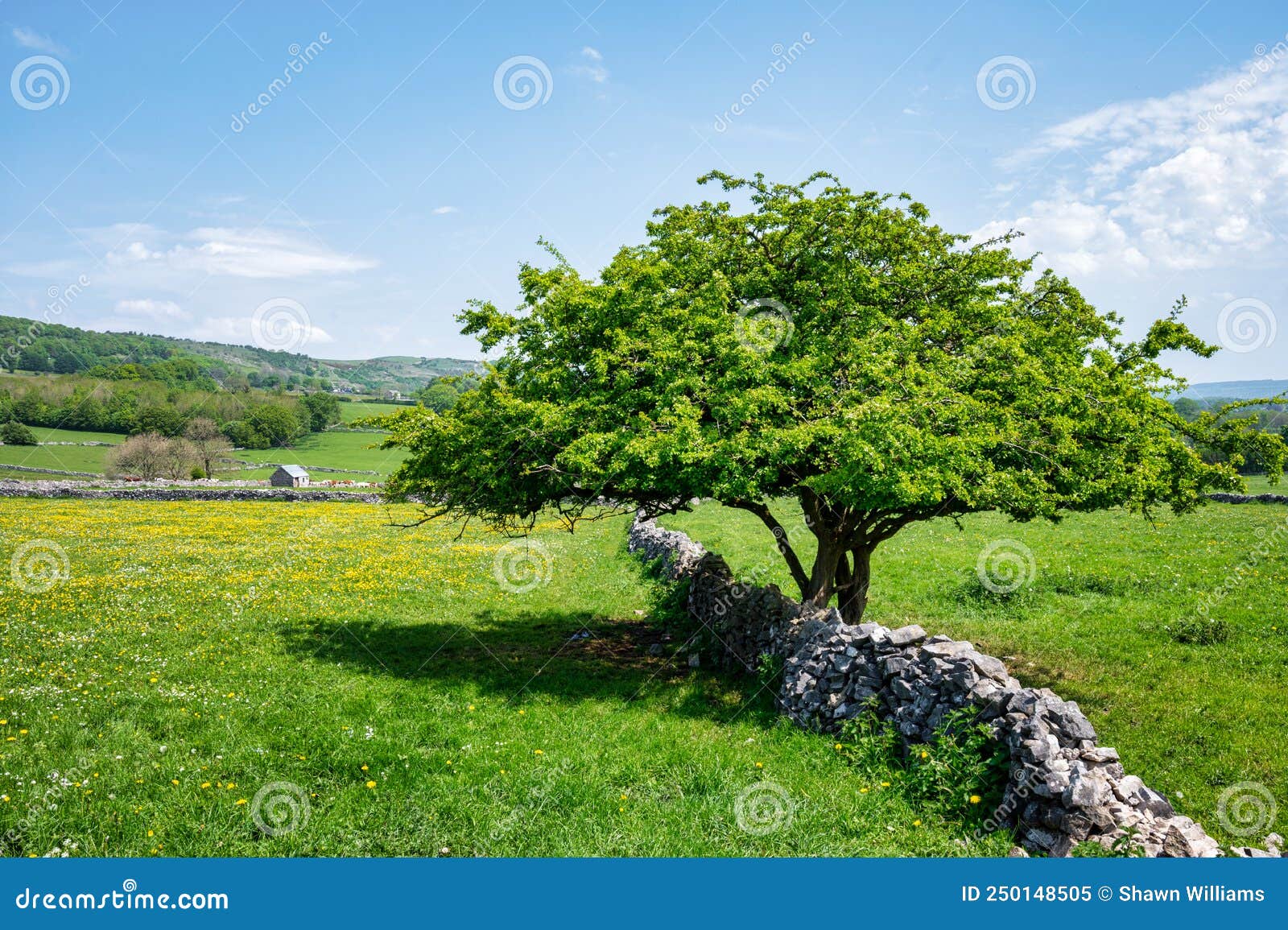 Tree and Stone Wall stock image. Image of nature, meadow - 250148505