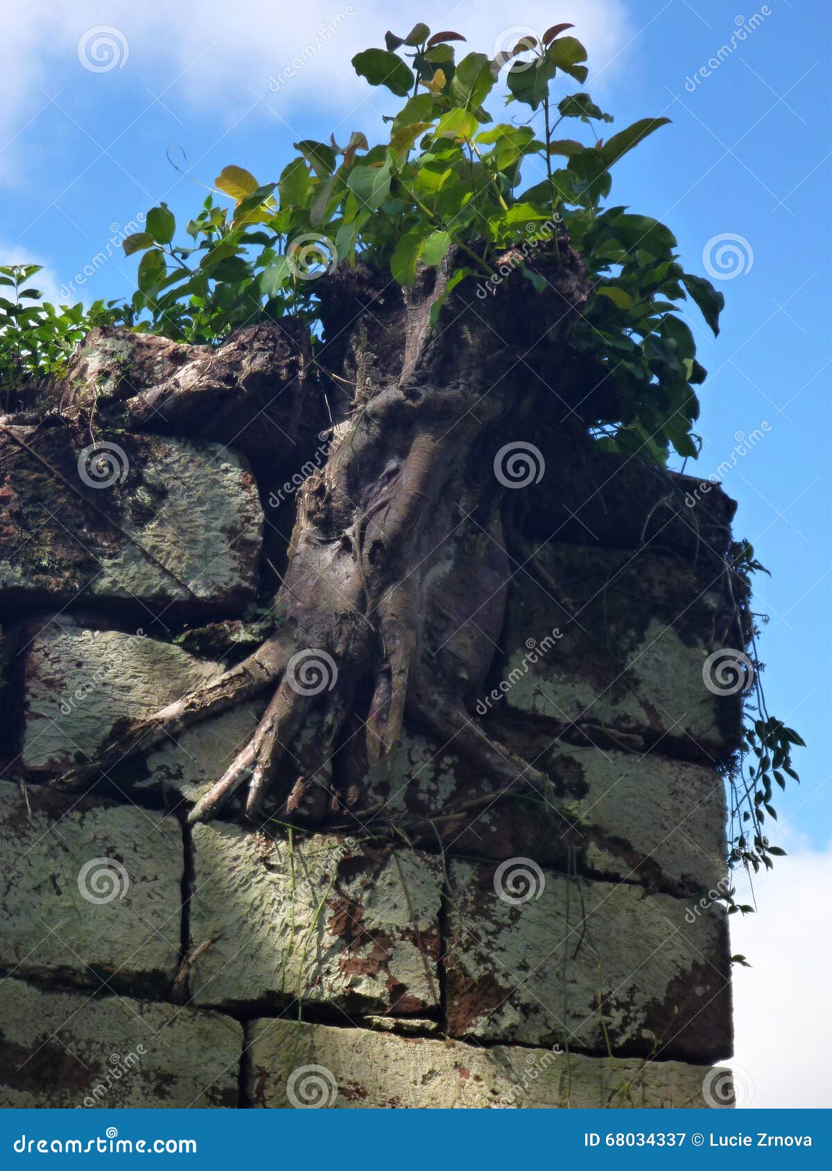 Tree growing out of a wall stock image. Image of growth - 68034337