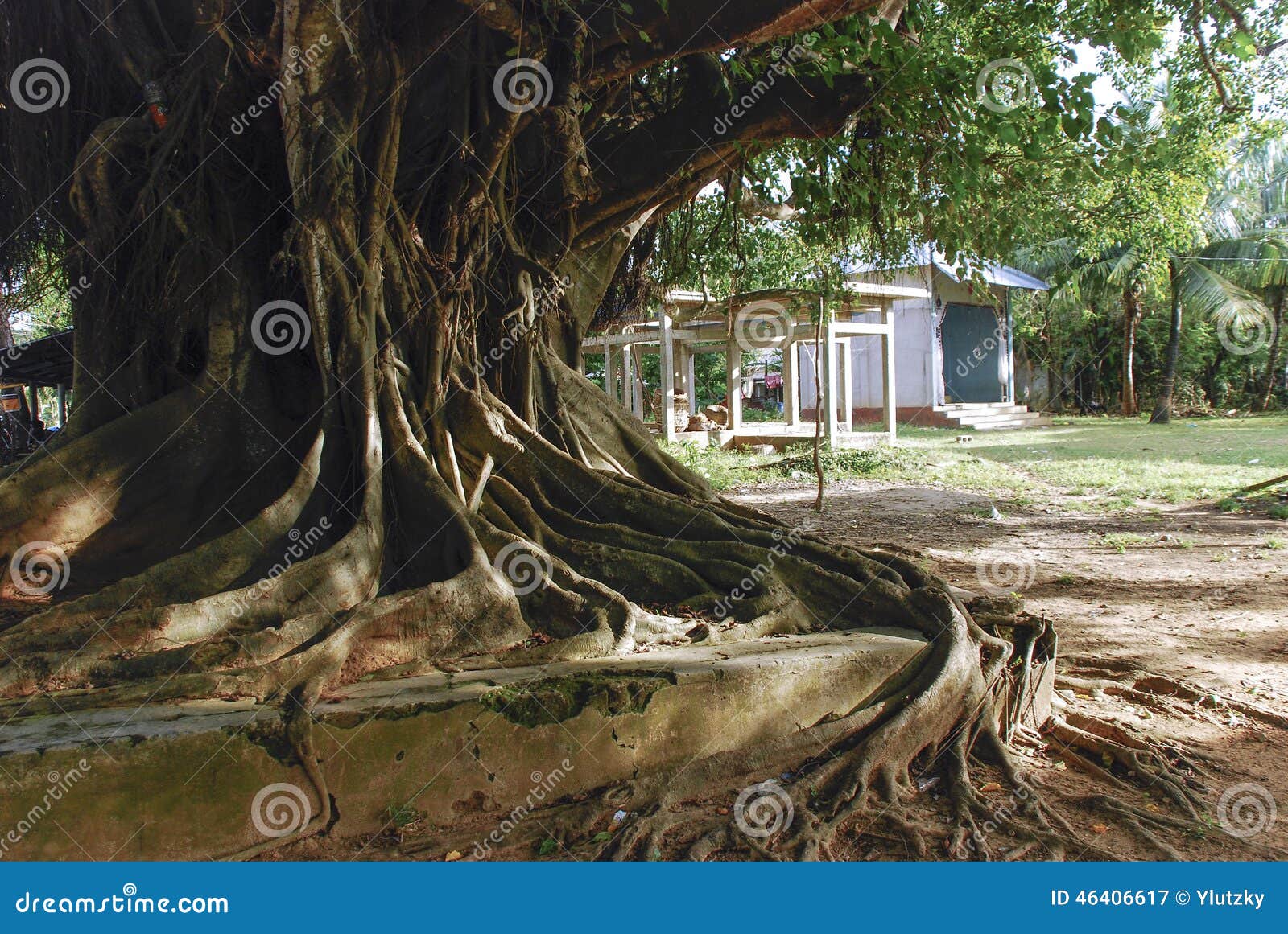 Tree growing over building stock image. Image of trees - 46406617