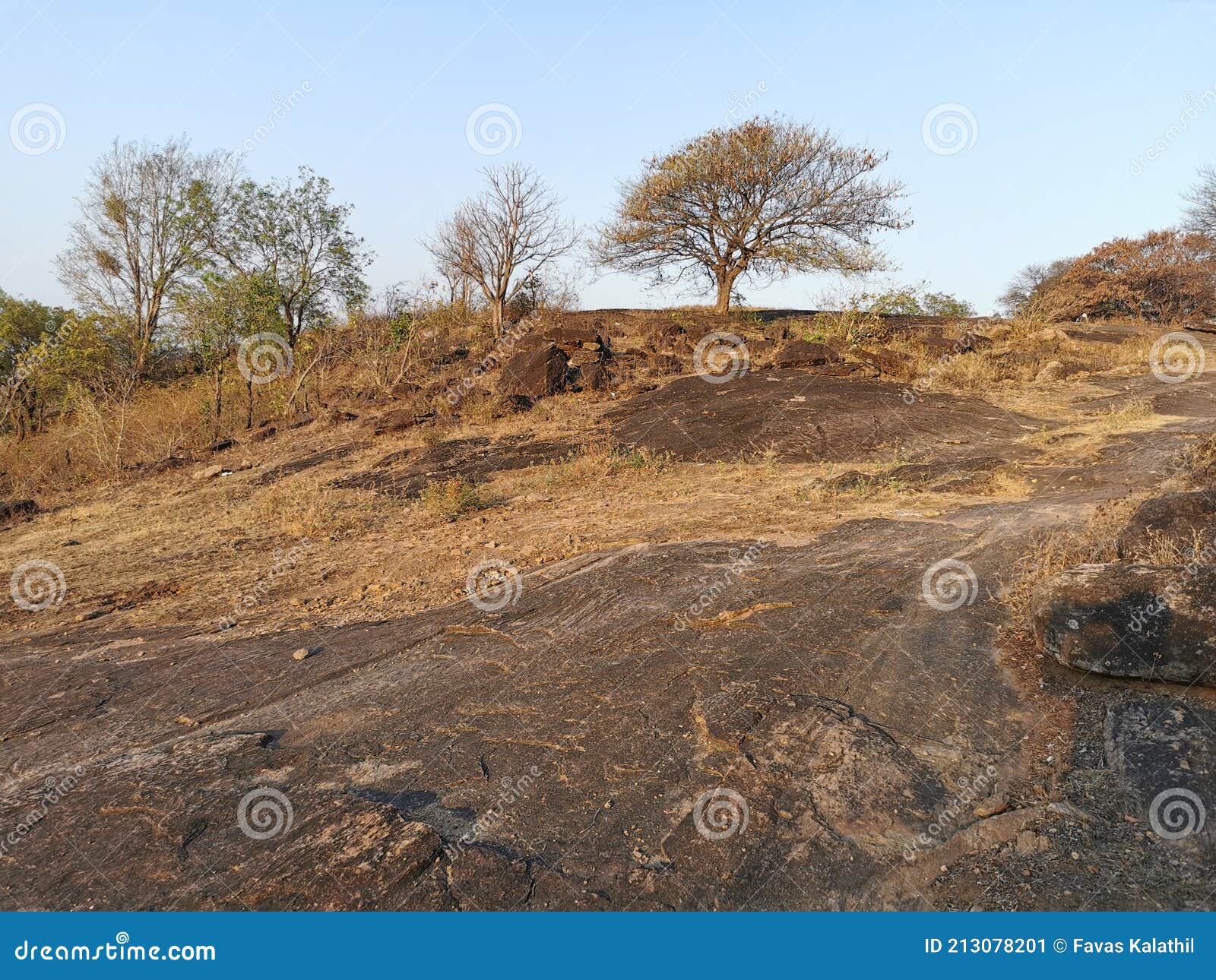 Tree Growing Over Rocks in Kerala Stock Image - Image of rock, prairie ...