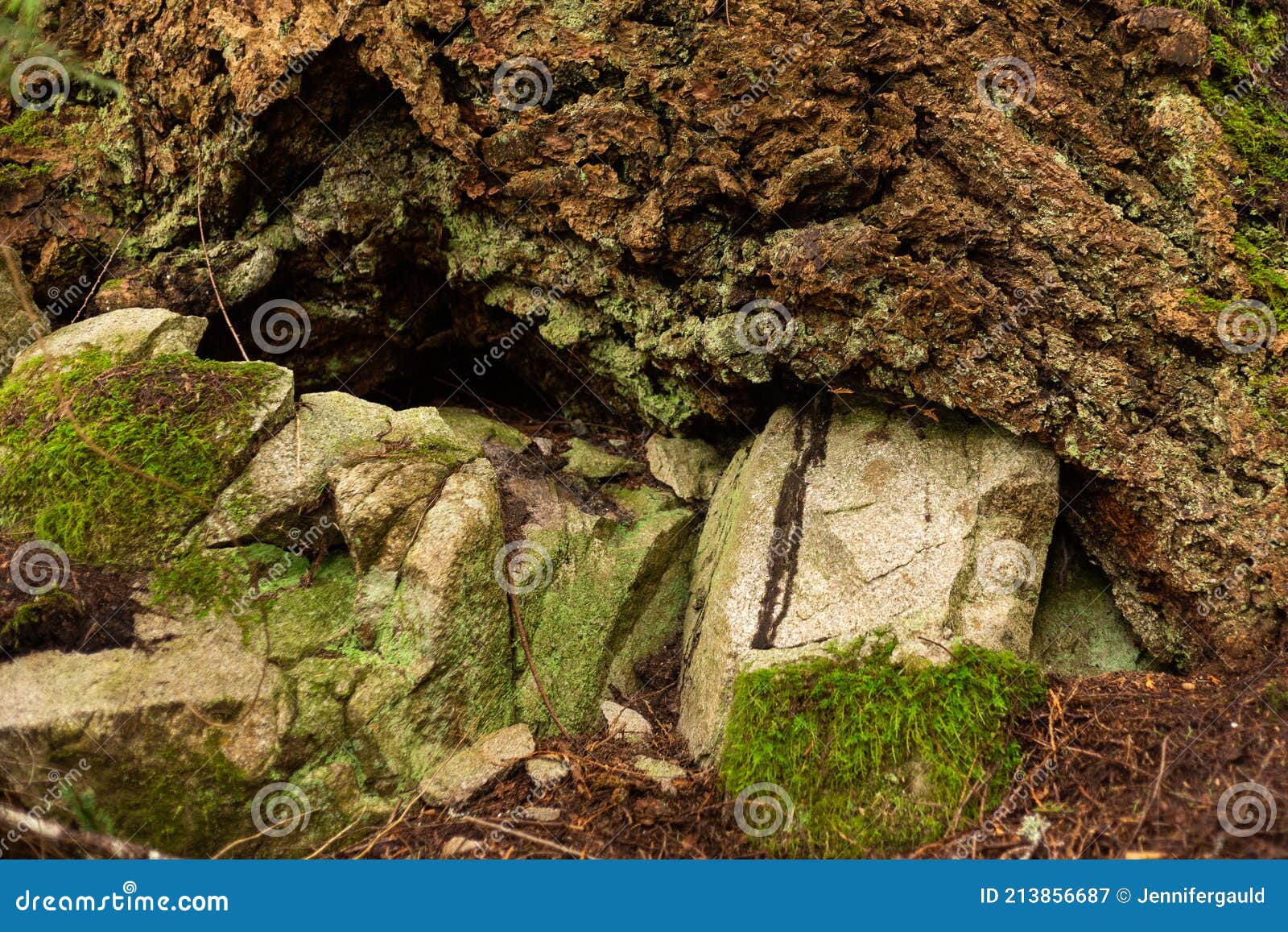 Tree Growing Over Rocks and Moss Stock Image - Image of plant, closeup ...
