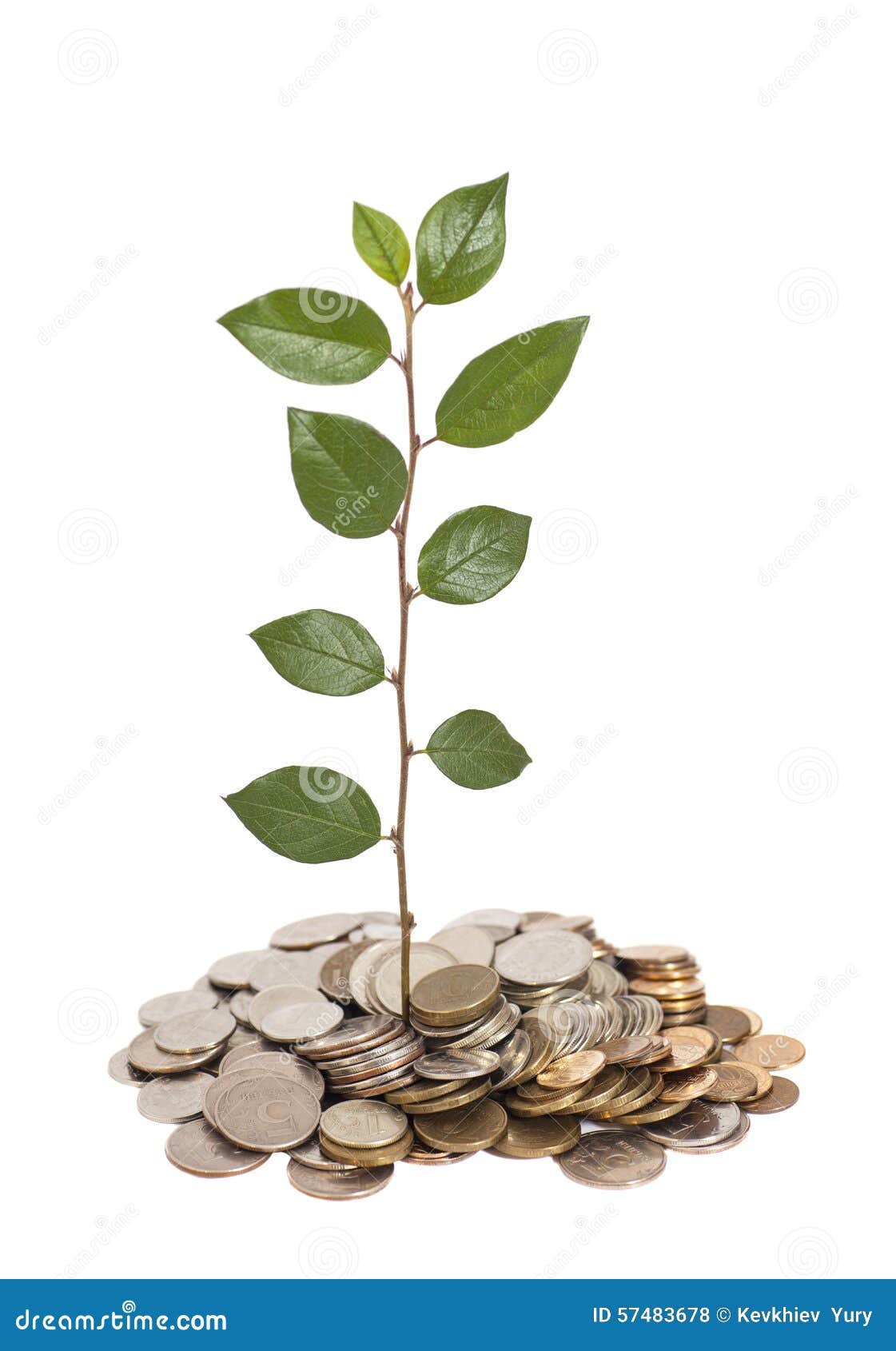 Tree Growing from Pile of Coins Stock Photo - Image of plant, coin ...