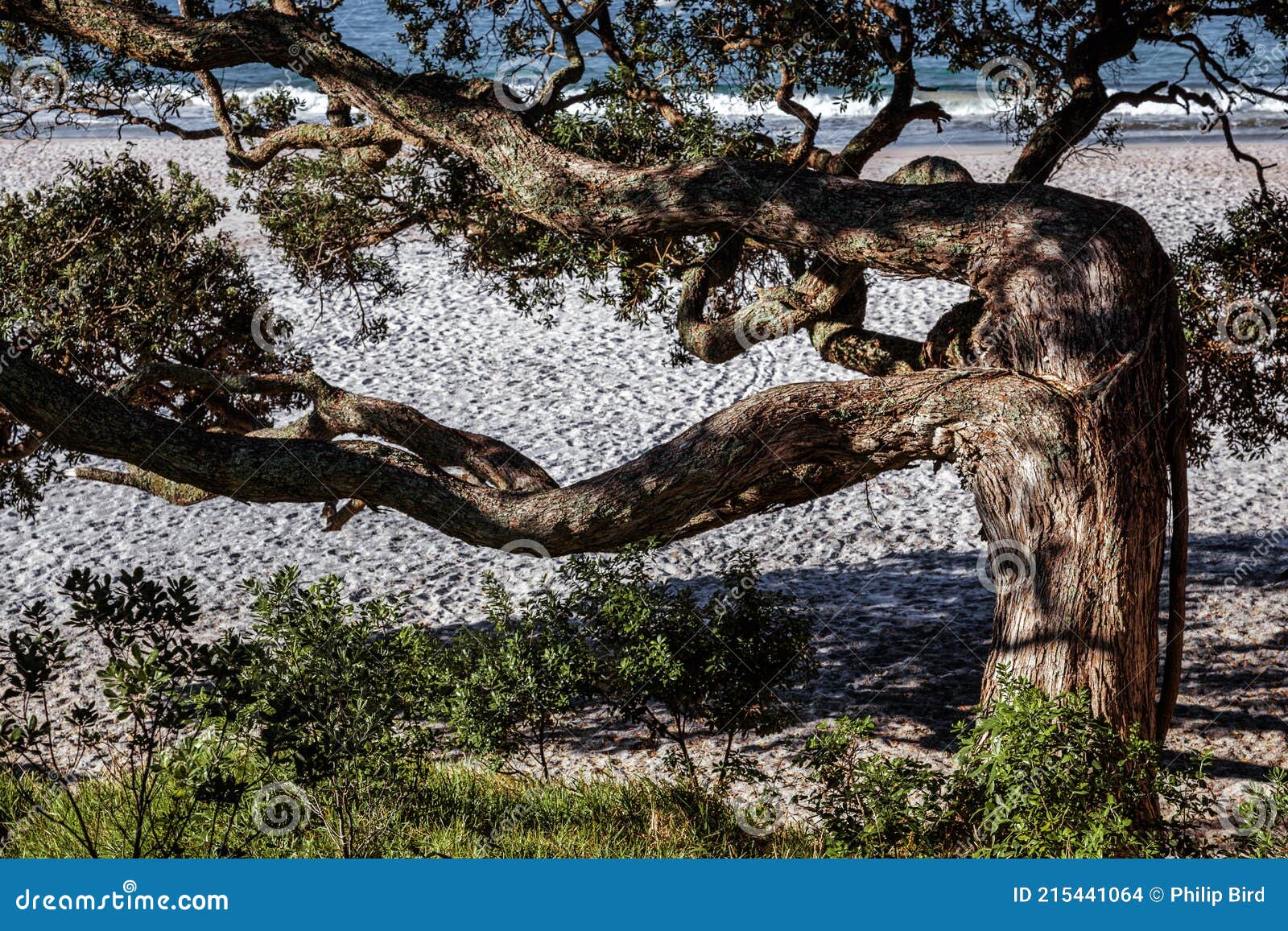 Old Tree Growing at Right Angles on Hahei Beach Stock Photo - Image of ...