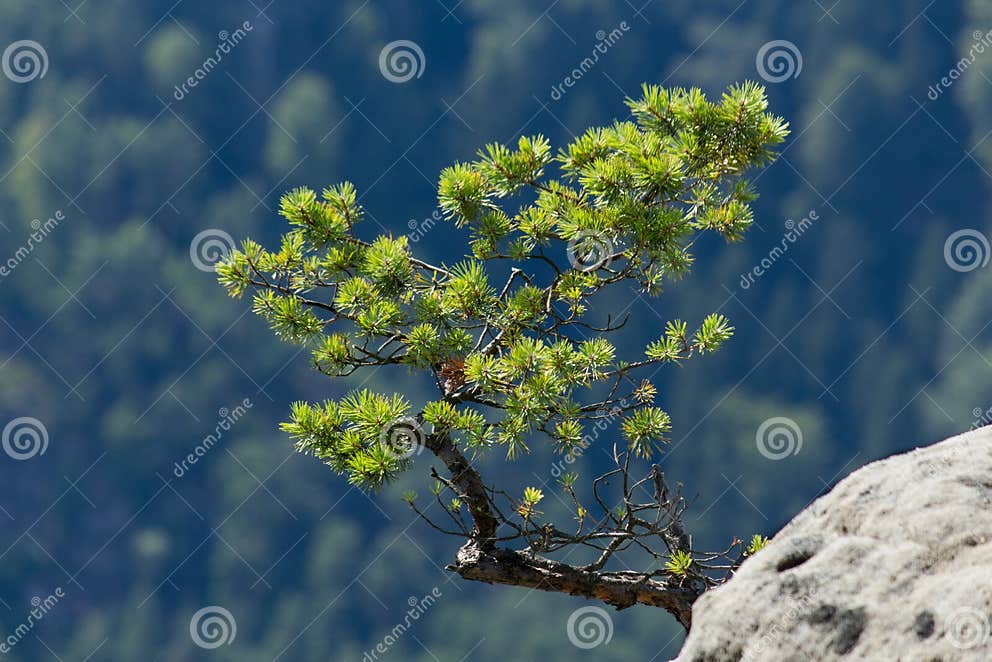 Tree stock image. Image of branch, nature, flora, rock - 101390471