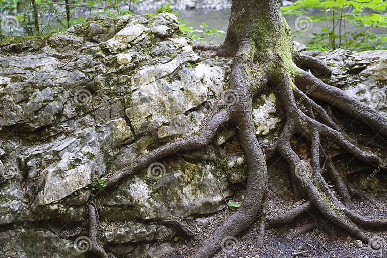 Tree growing on the rock stock image. Image of nature - 14127201