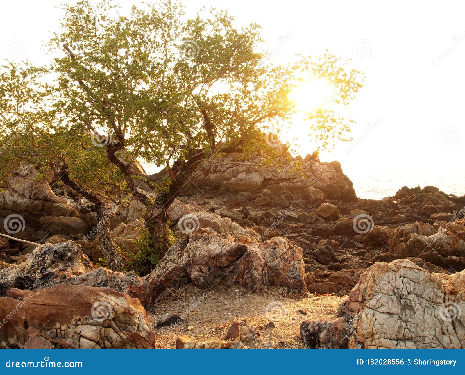 Tree growing on a rock stock photo. Image of tranquil - 182028556