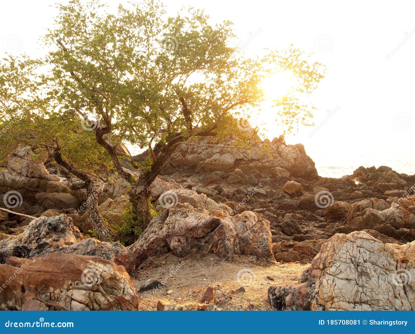 Tree growing on a rock stock image. Image of tree, nature - 185708081