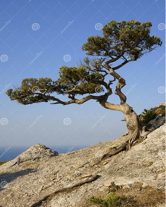 Tree growing on a rock stock photo. Image of mountains - 6260170
