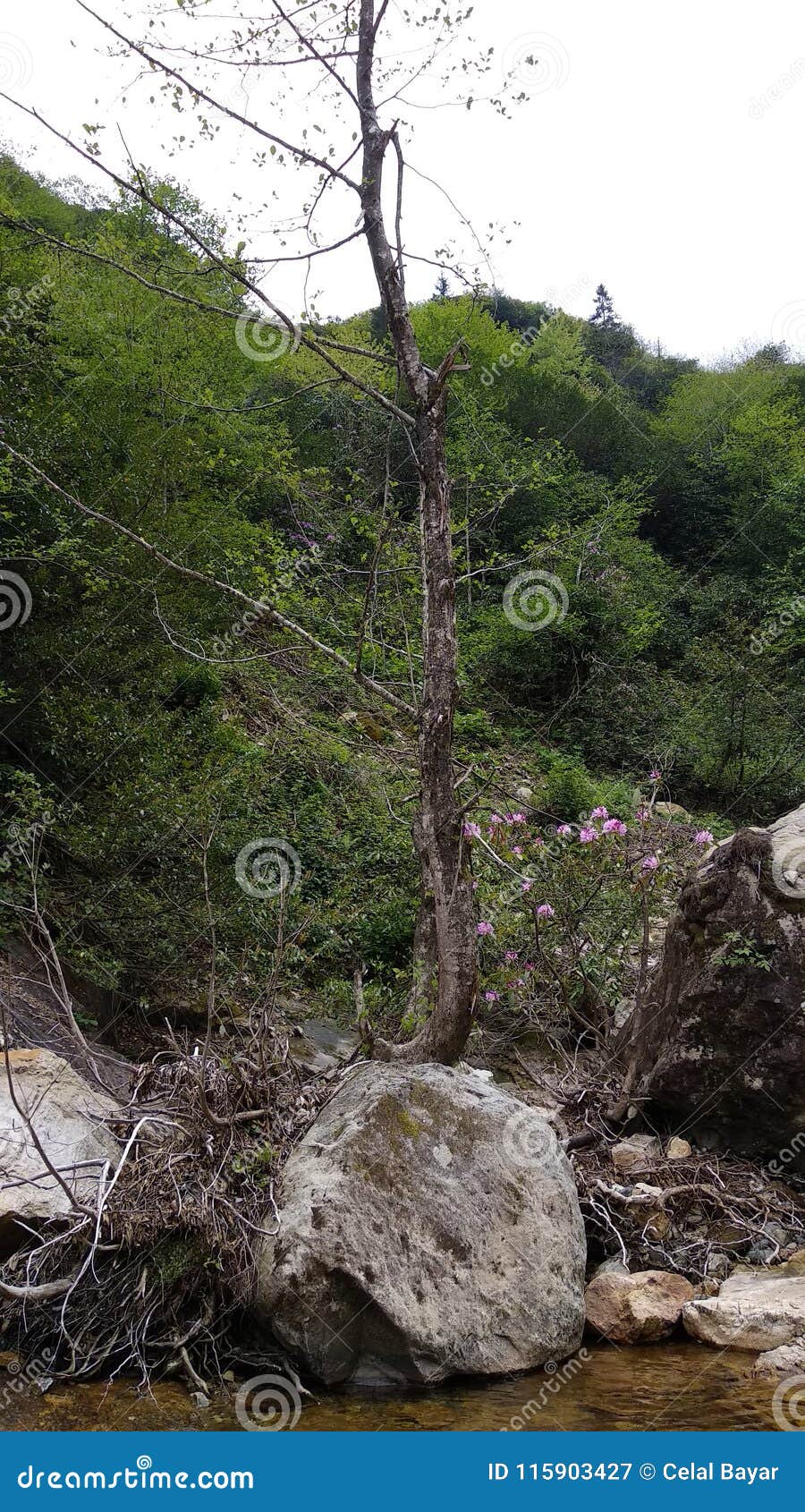 Tree growing on rock stock image. Image of sesleri, evening - 115903427